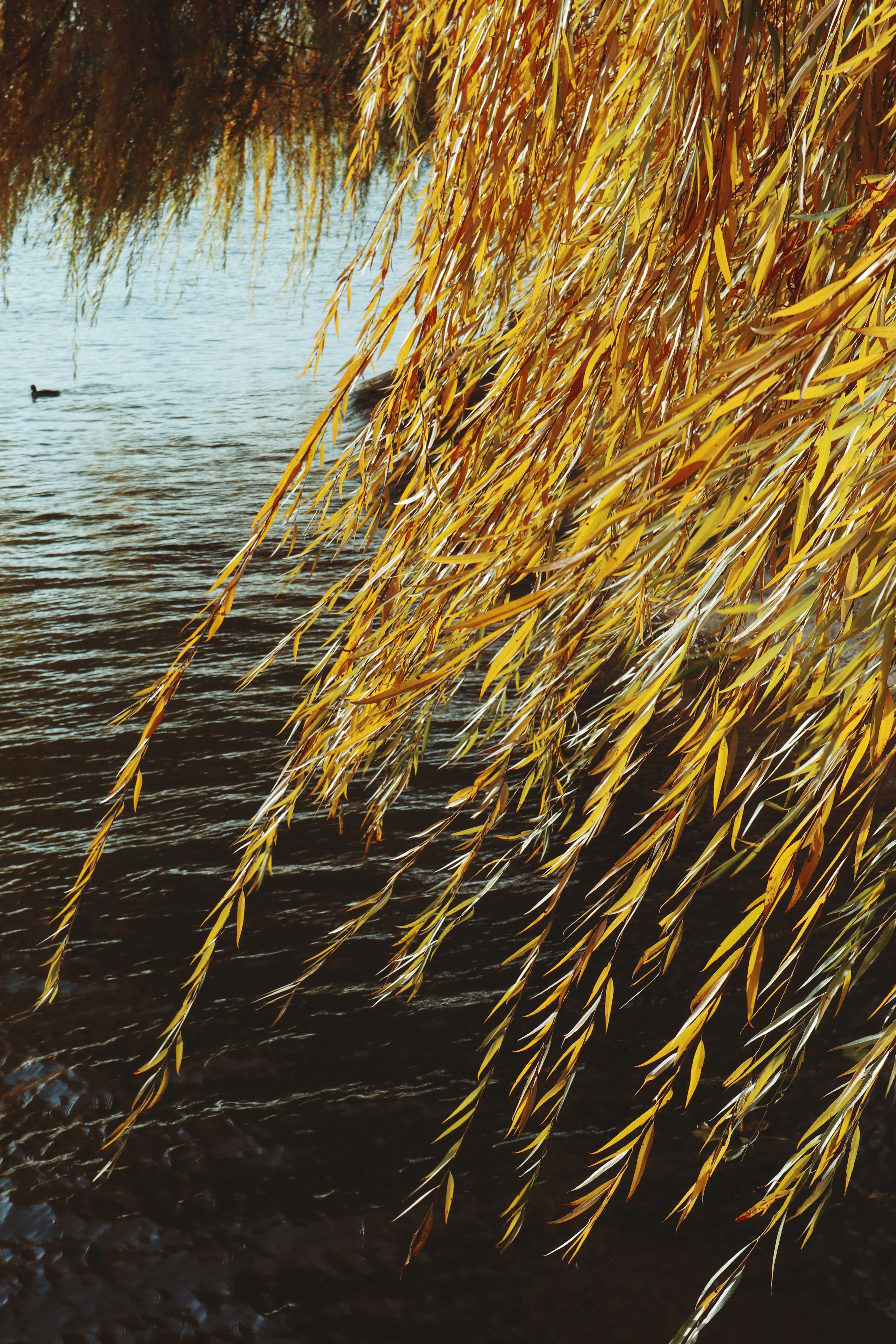 Golden Hangover: Willows Draping Over a Quiet Lake