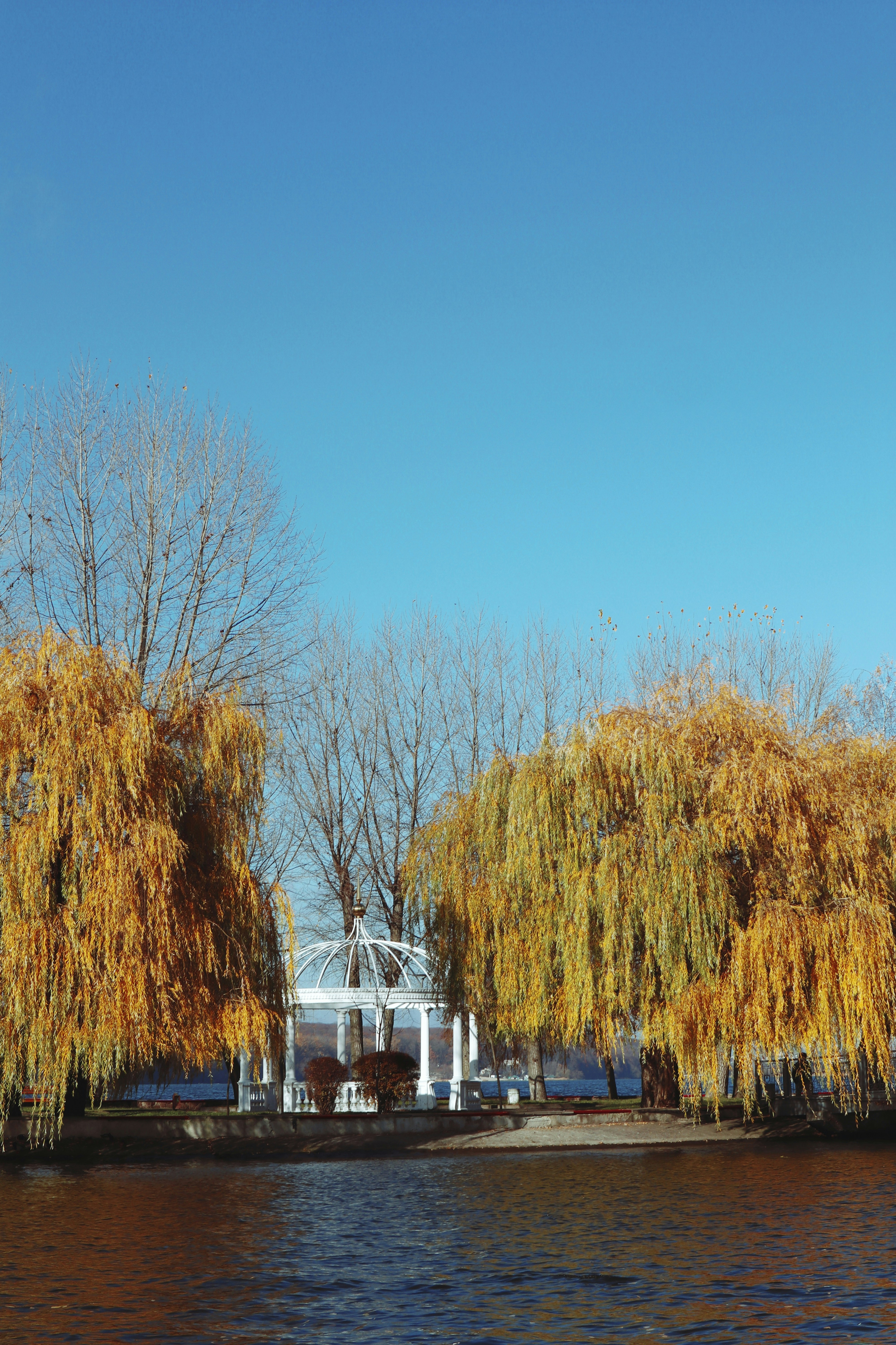 A serene vertical landscape shot of a charming white metal gazebo or rotunda on a small island. The structure is framed by large, vibrant golden weeping willow trees in full autumn color. The calm dark water of the lake fills the foreground under a perfectly clear, bright blue sky, creating a peaceful and romantic fall atmosphere. Taken at Ternopil Pond, Ukraine.
