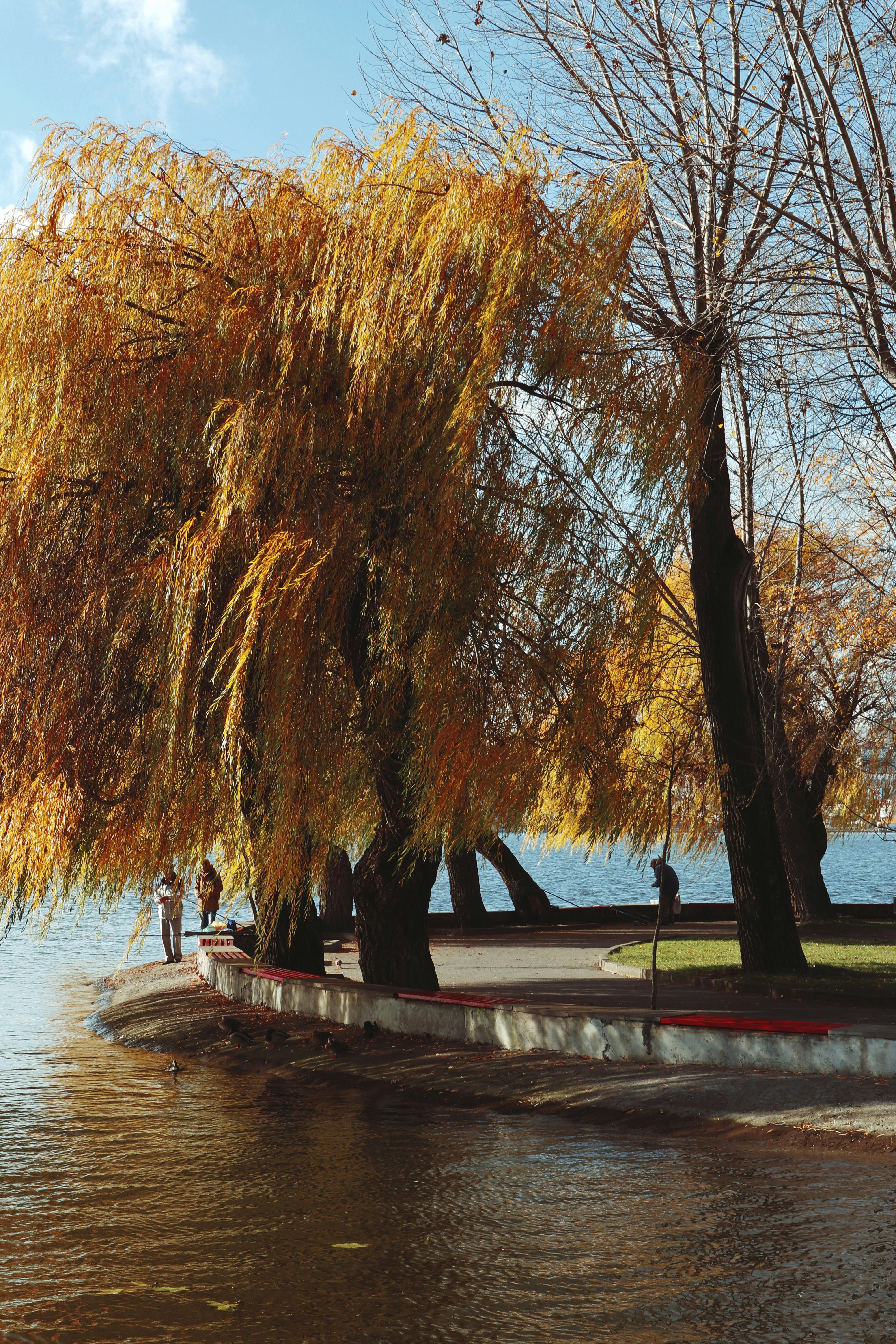 A beautiful vertical landscape shot of a lakeside promenade on a small island. Large weeping willow trees with vibrant golden-yellow autumn leaves lean gracefully over the water. In the background, people are relaxing along the concrete shoreline walkway under a bright, sunny sky, capturing a peaceful fall afternoon. Taken at Ternopil Pond, Ukraine.