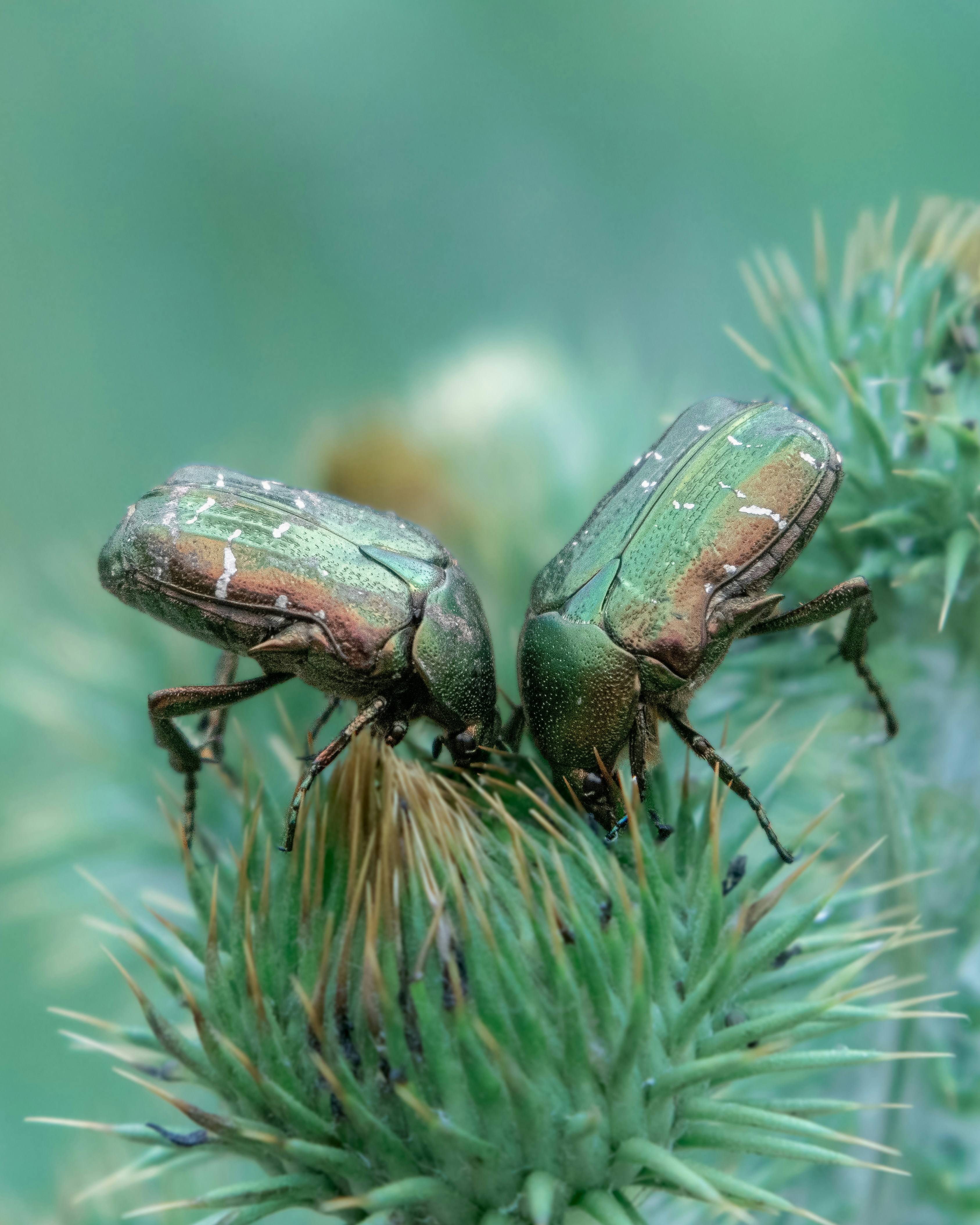 Two iridescent green beetles facing away on a spiky plant bud, close-up macro detail and shallow depth of field.