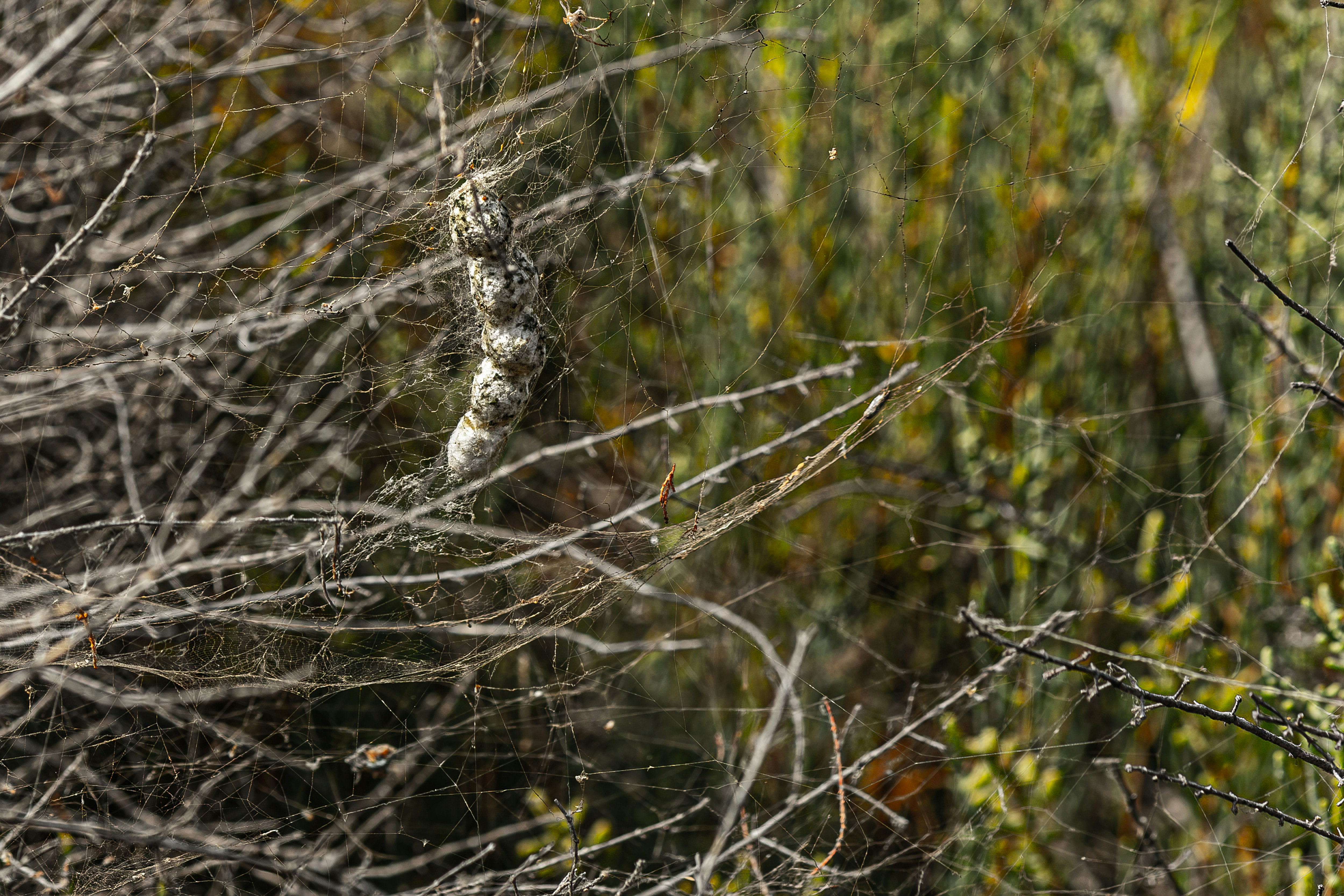 Tangled Birch Threads in a Quiet Underbrush
