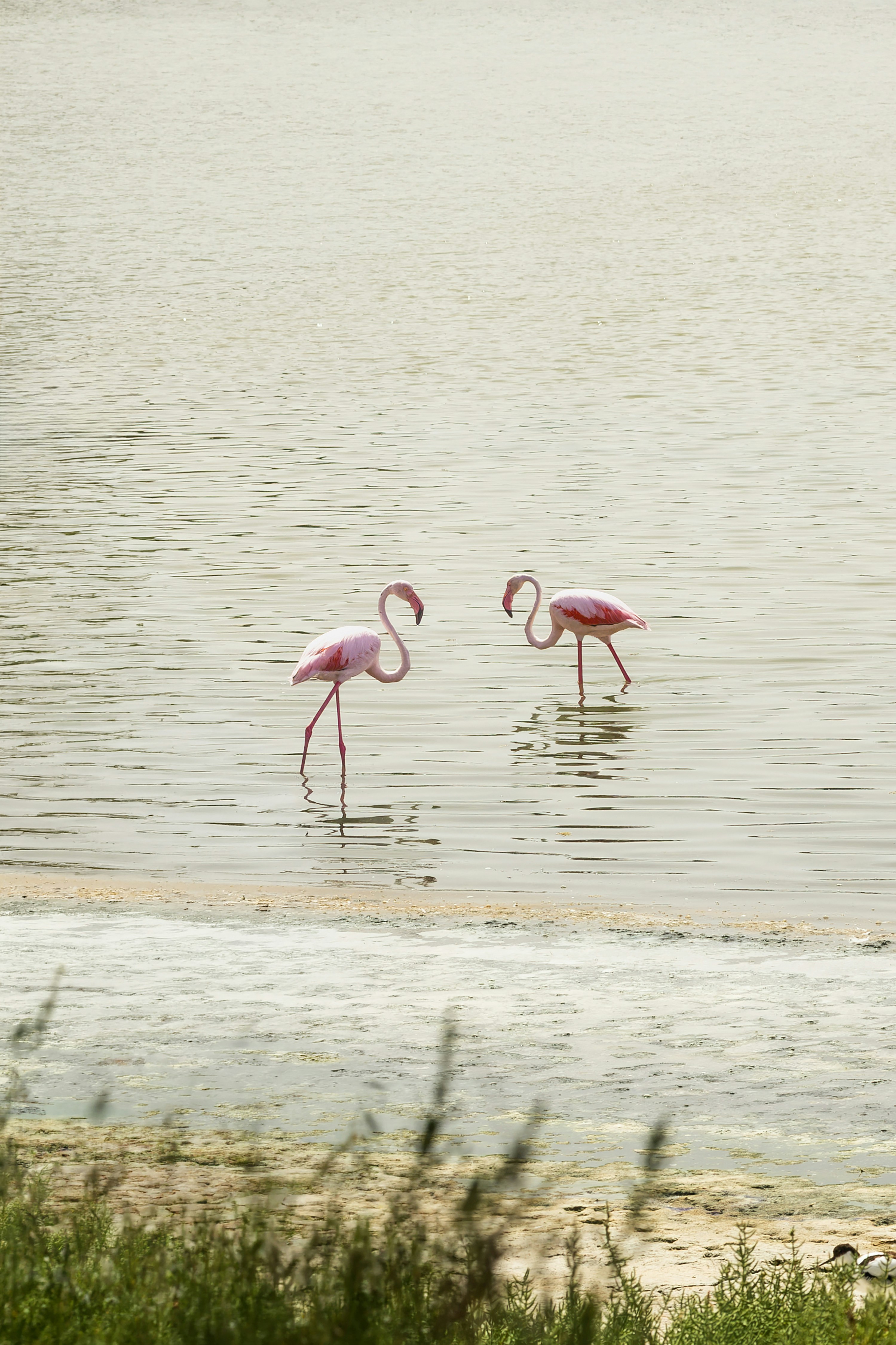 Flamingos in Gentle Tide