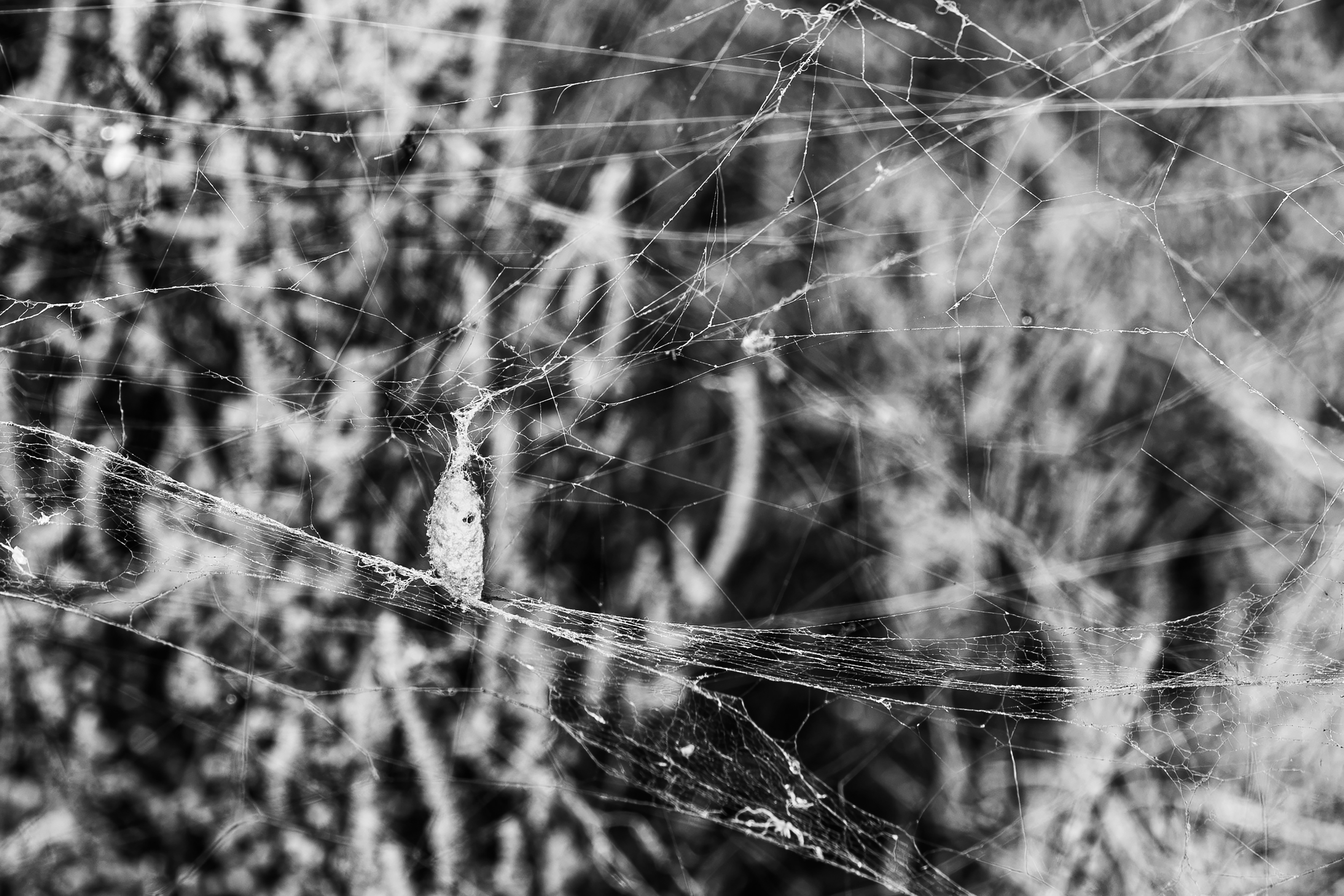 Threads of Silence: Spiderwebs across a Silent Field