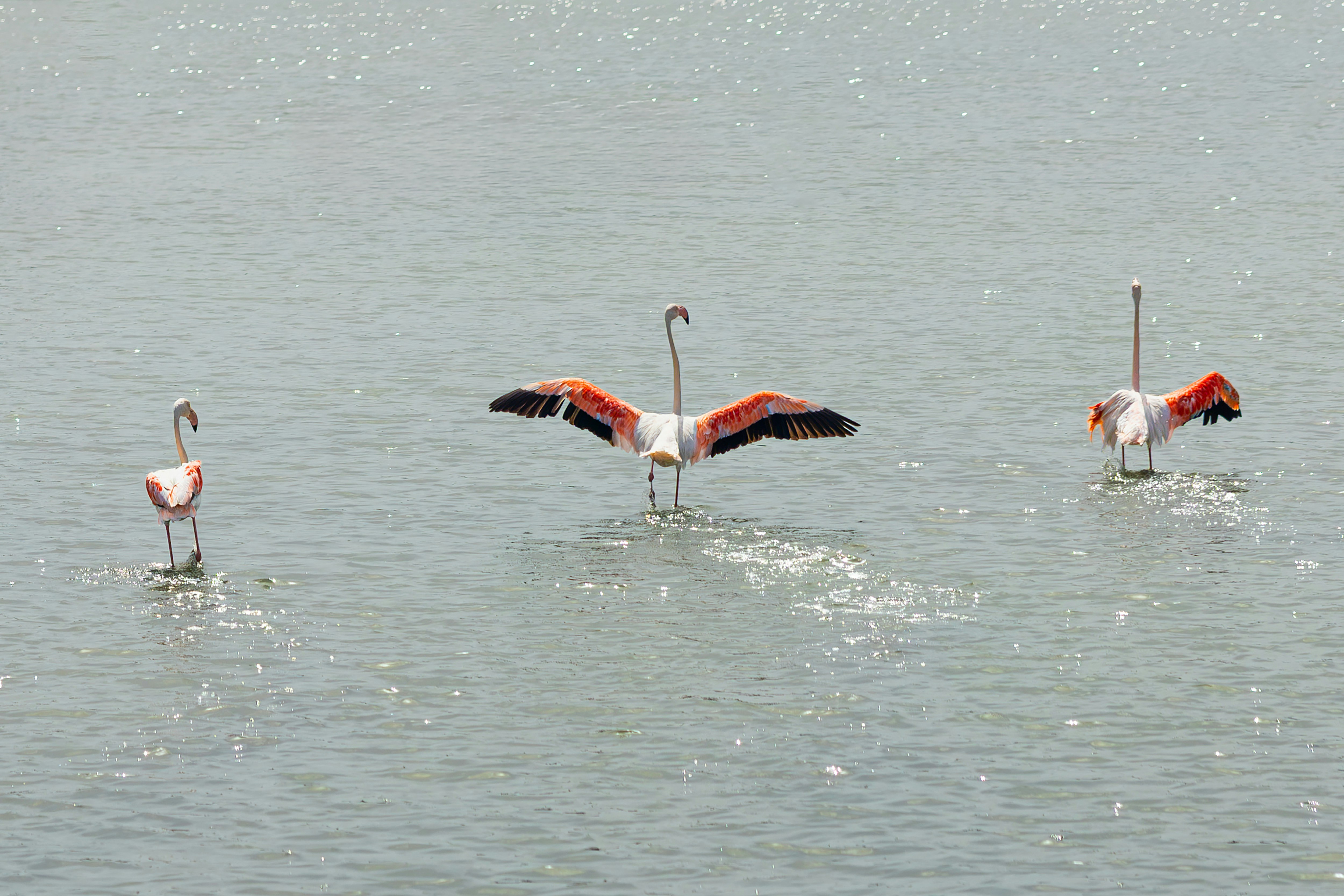 Winged Pause: Three Flamingos in Sunlit Lake