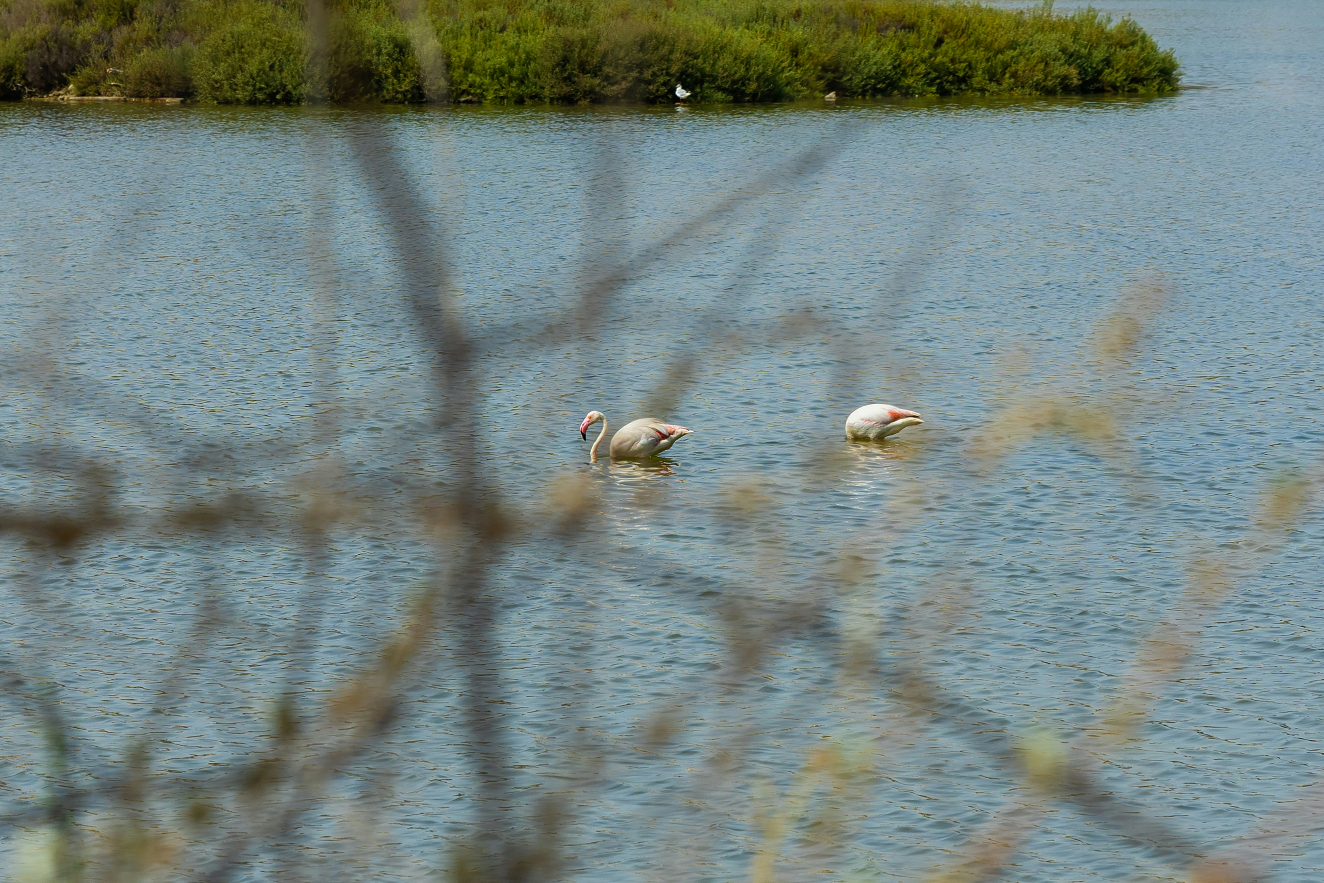 Twin Flamingos Amid Quiet Lake with Blurred Foreground Branches