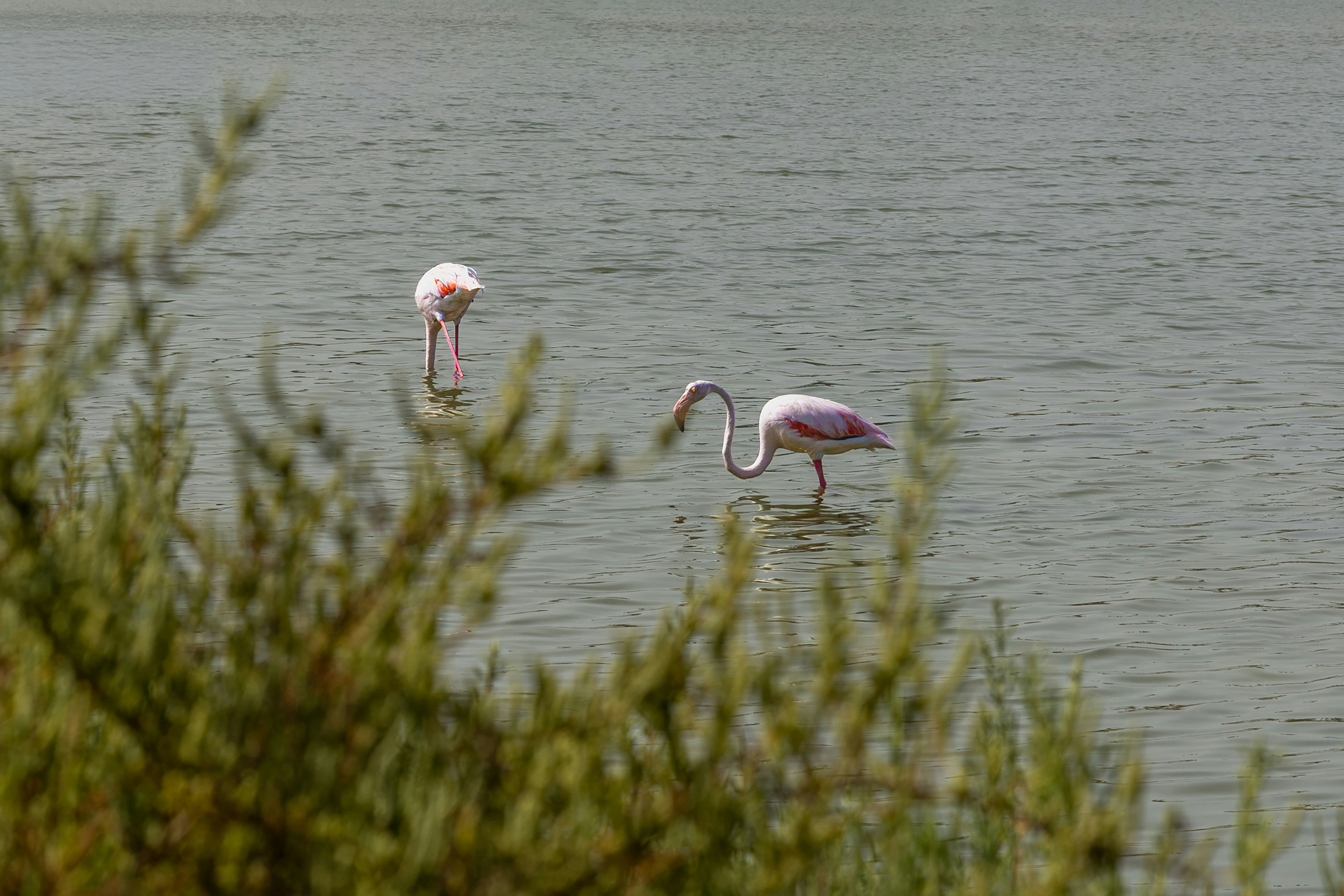 Flamingo Pair in Quiet Lagoon Among Wild Fronds
