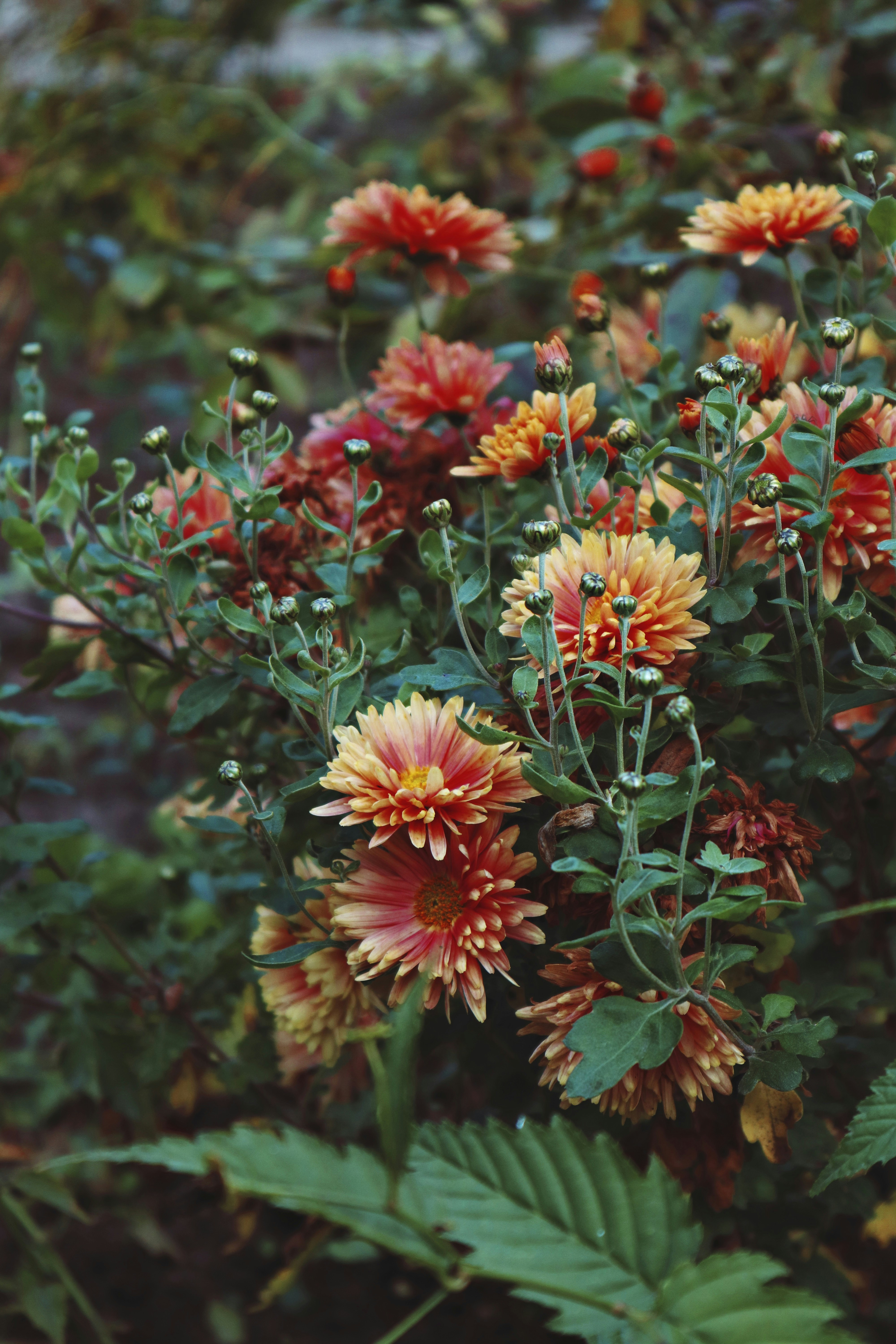 Amber Chrysanthemums in a Quiet Garden Bed