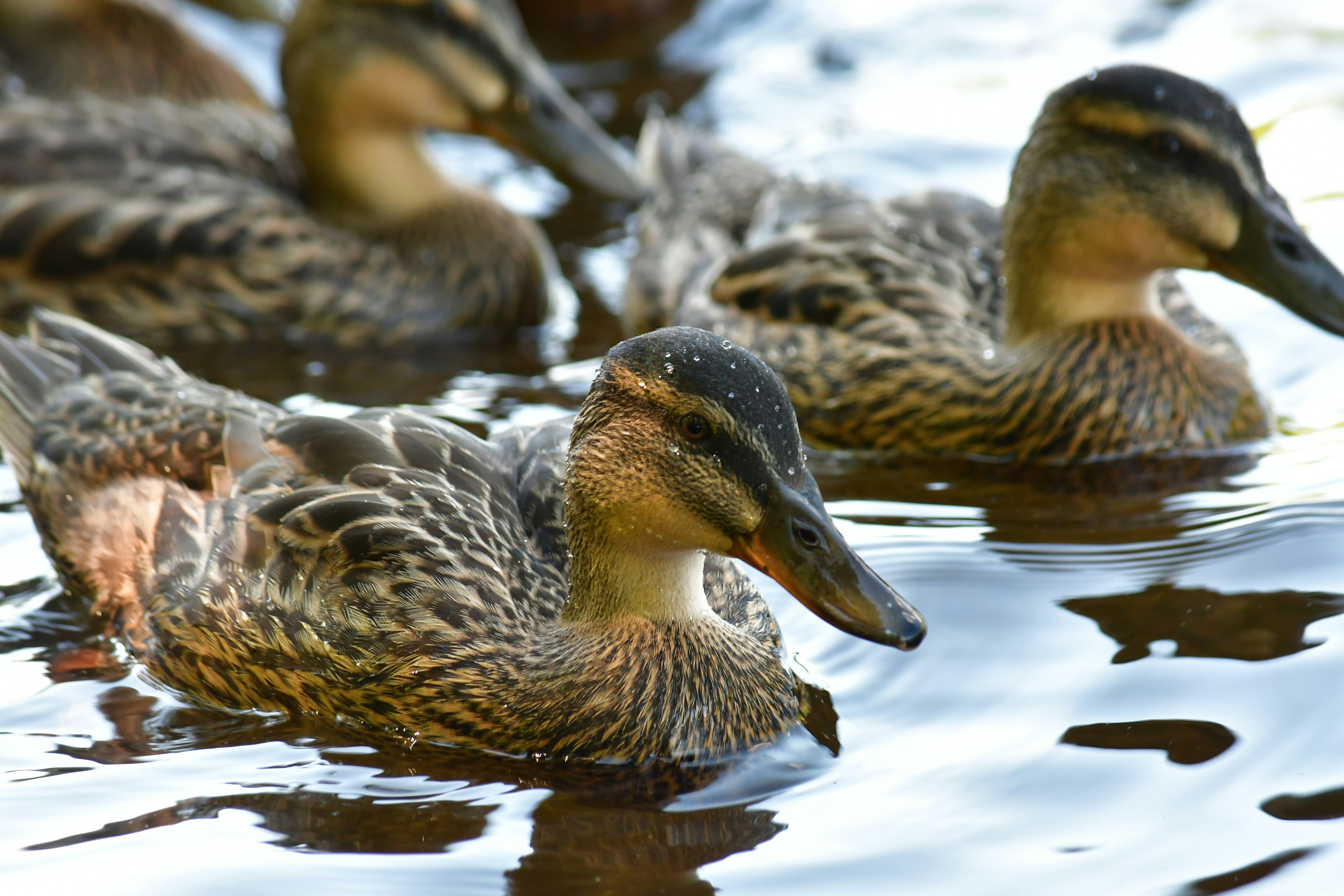 Central Duck in Rippling Light