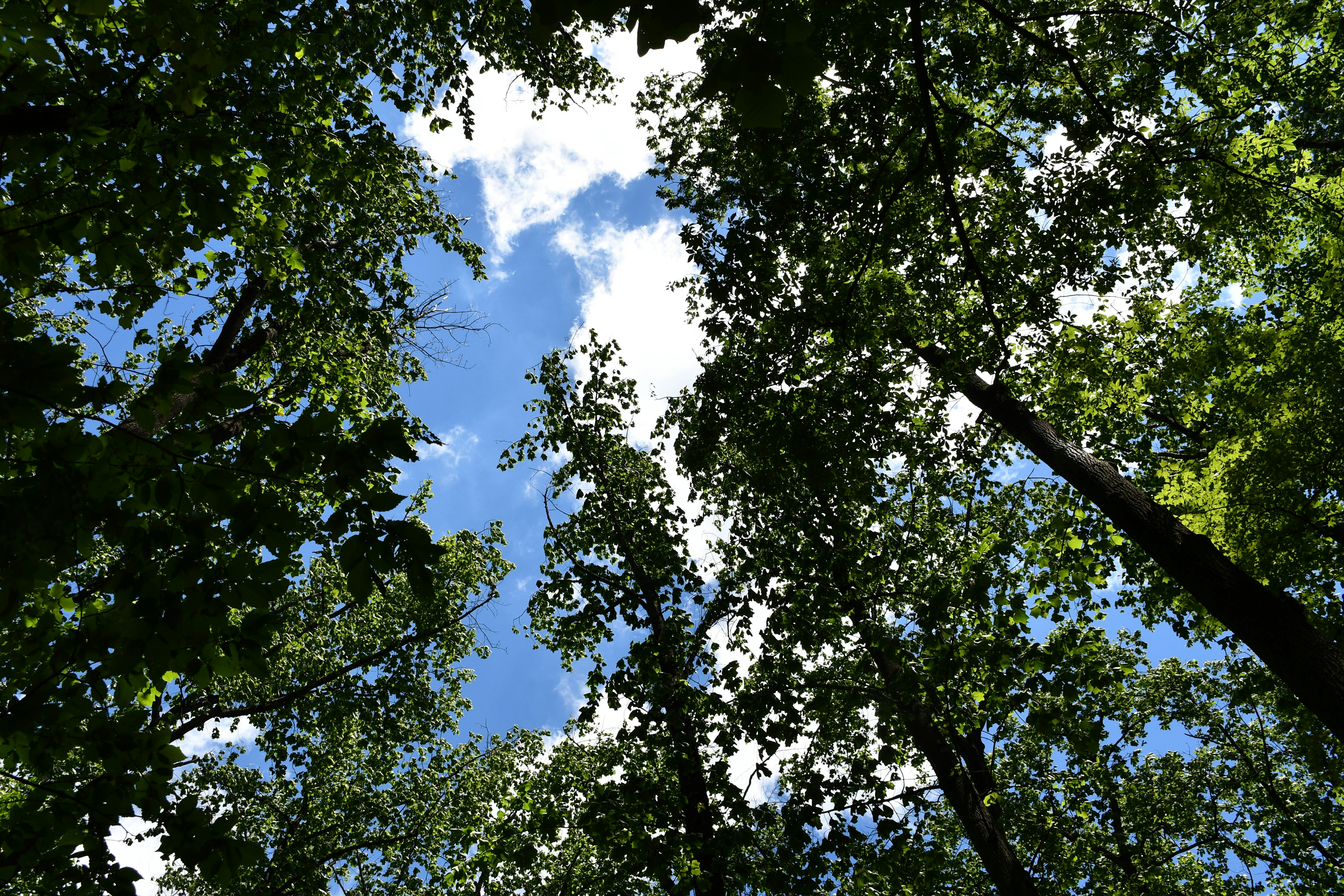Skyward Canopy: Sunlit Gaps Through Verdant Roof