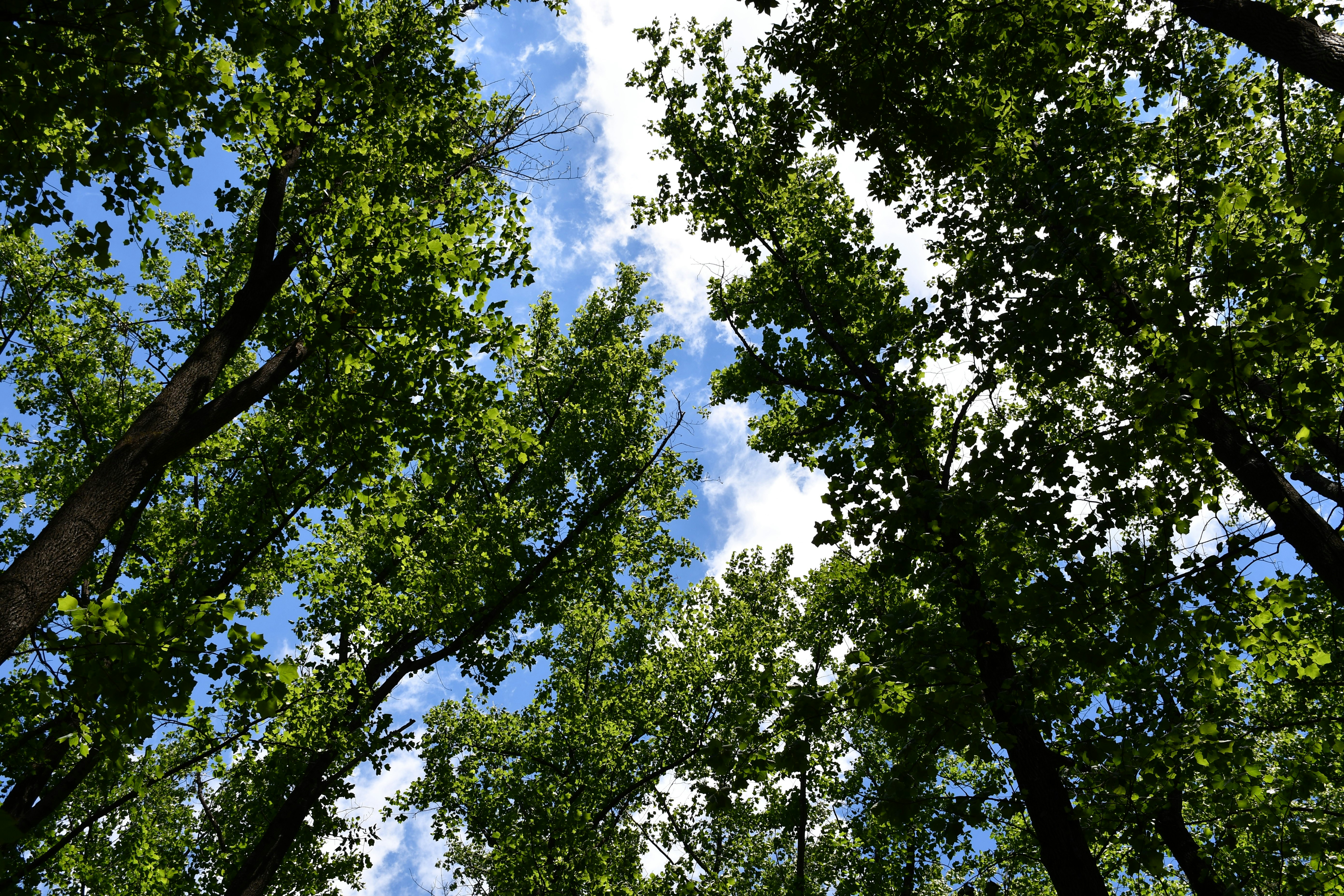 Skyward Canopy: Sunlit Leaves Framing a Patch of Blue