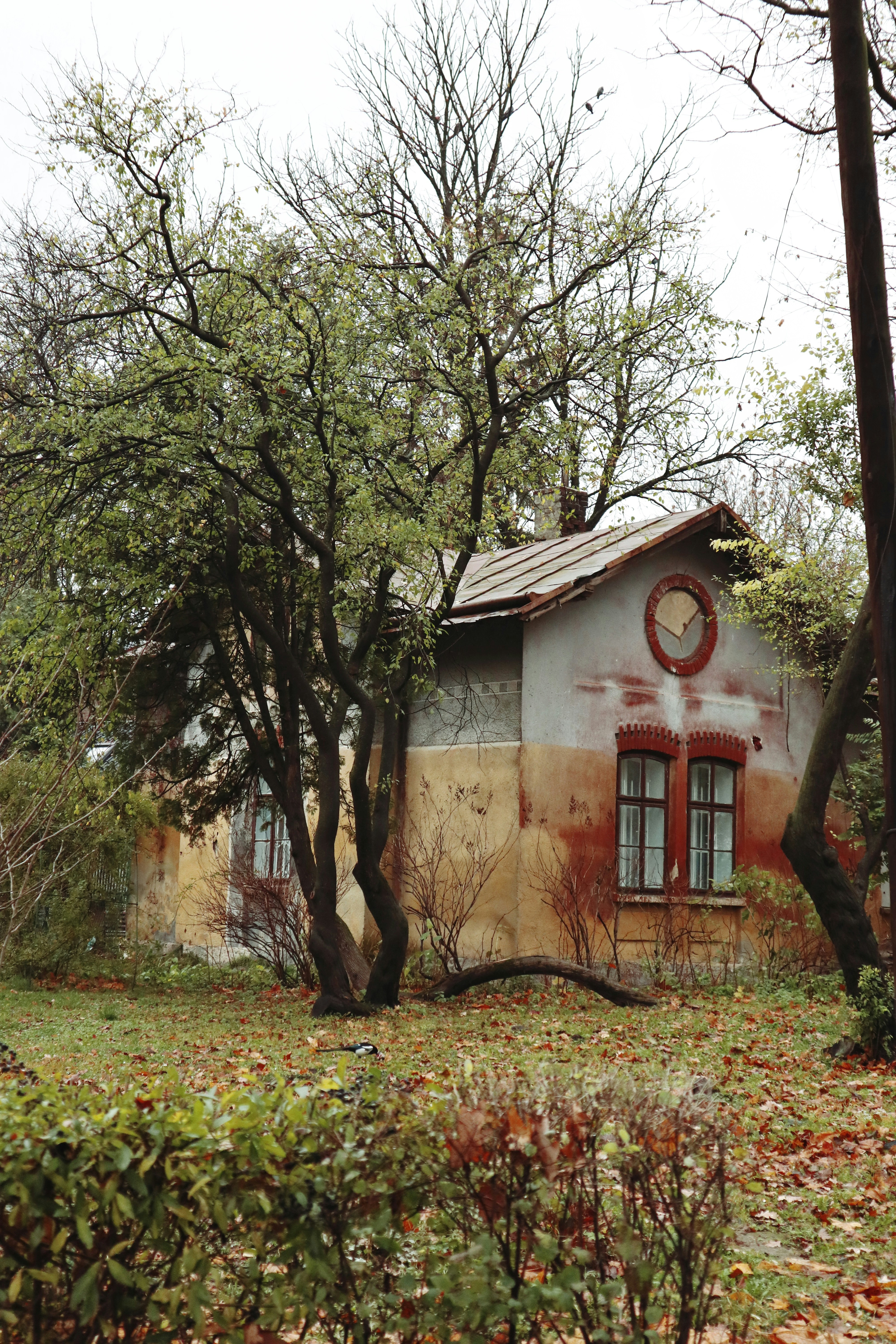 Worn House Amid Quiet Trees: A Sepia-Soft Autumn Tale