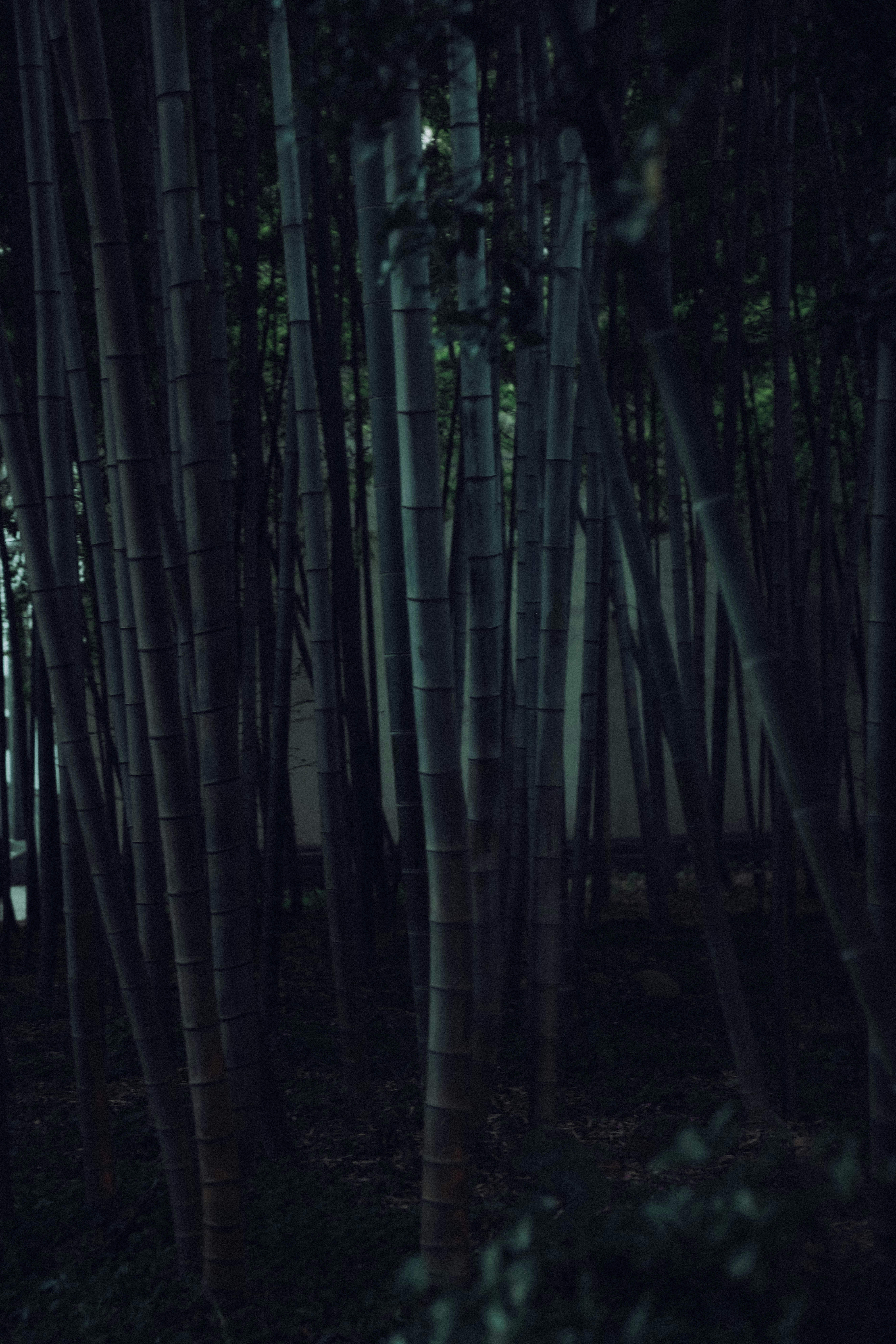 Whispering Bamboo Veil in Dusk