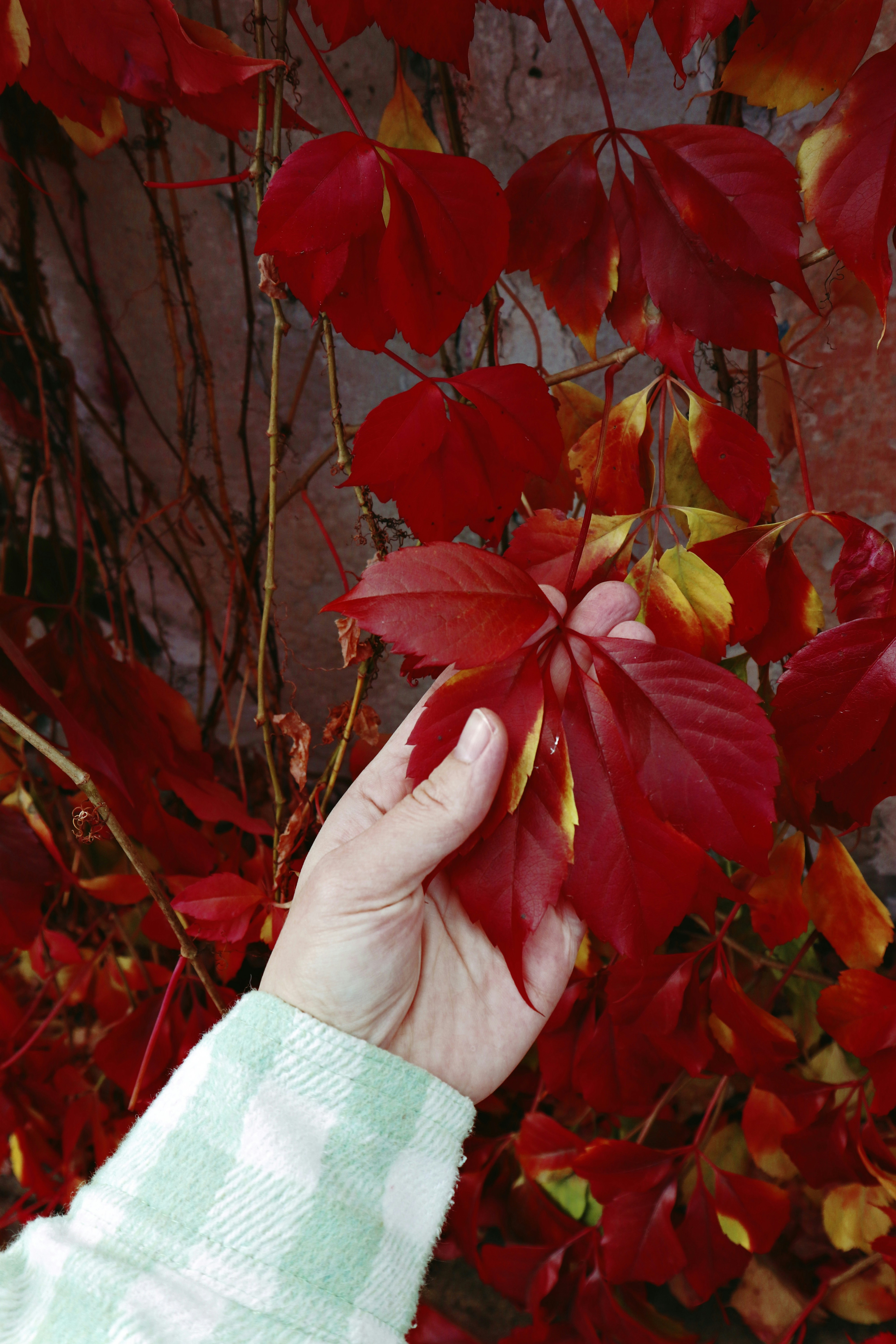 Crimson Vines and a Gentle Hand: Autumn Leaves in Focus