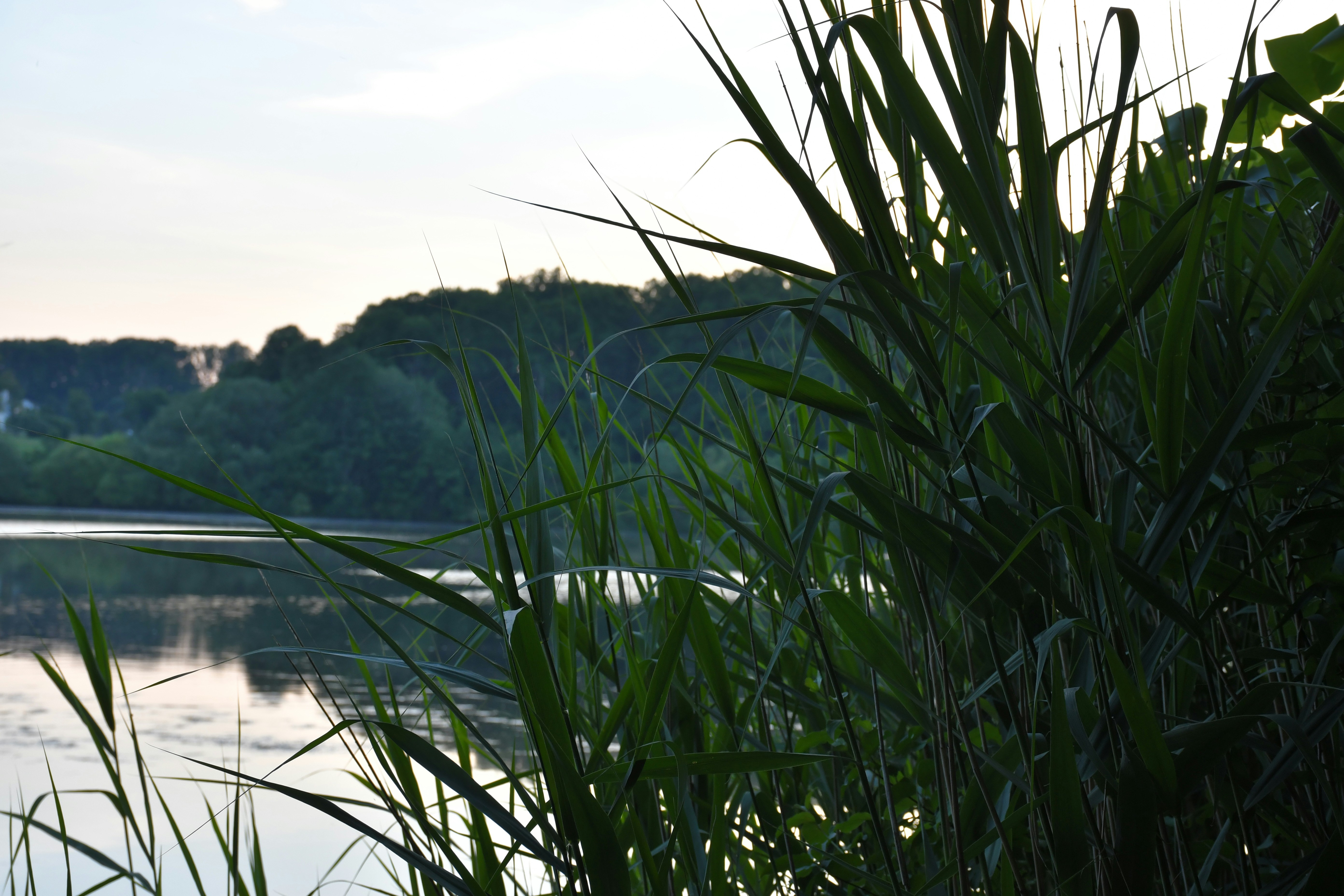 Water’s Edge in Shadow: Reeds Framing a Quiet Riverbank