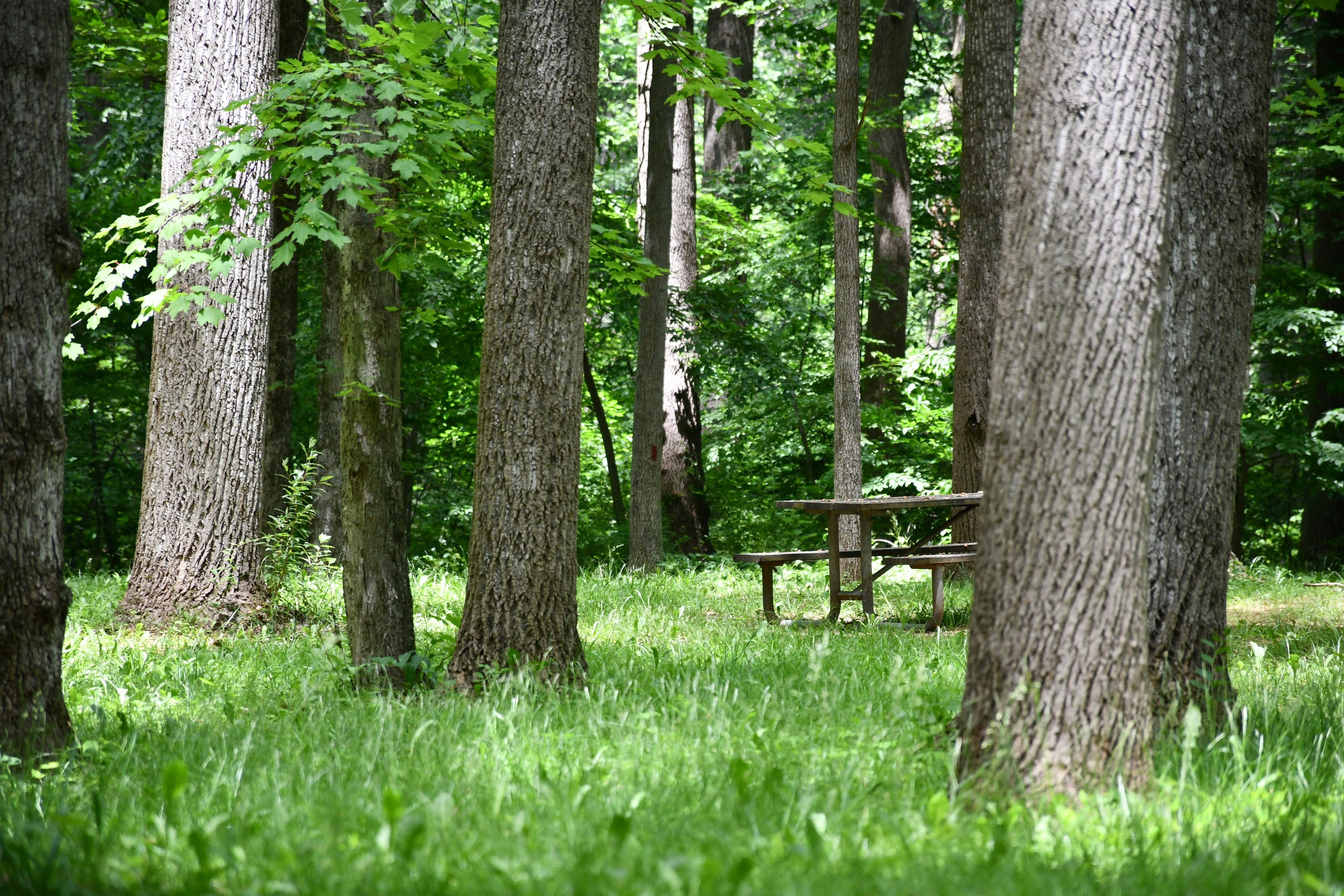 A sunlit forest clearing with a lone picnic table in the mid-distance among tall trunks and vibrant green grass.