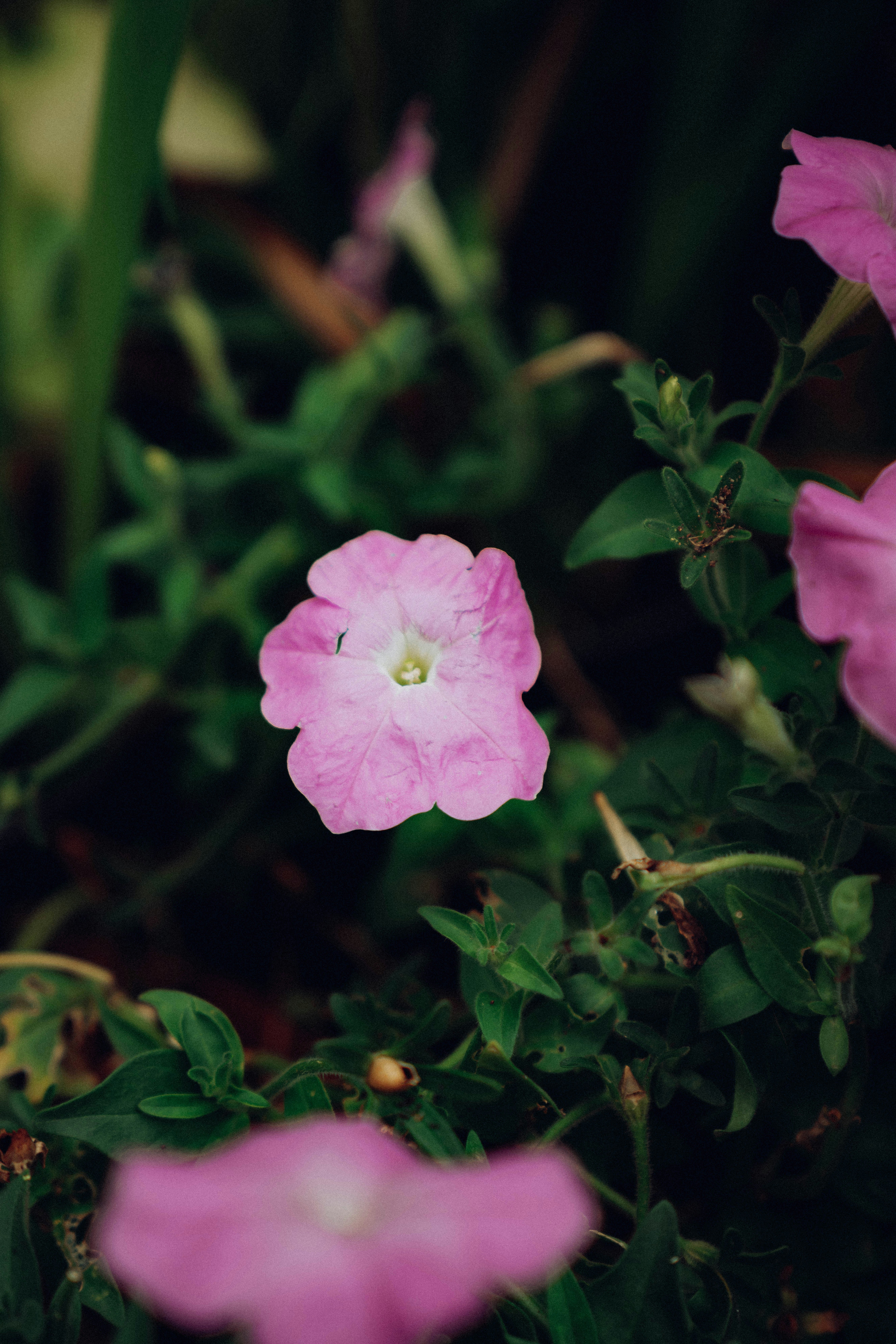 Pink Morning Bloom: A Quiet Veil of Petals in Shadow