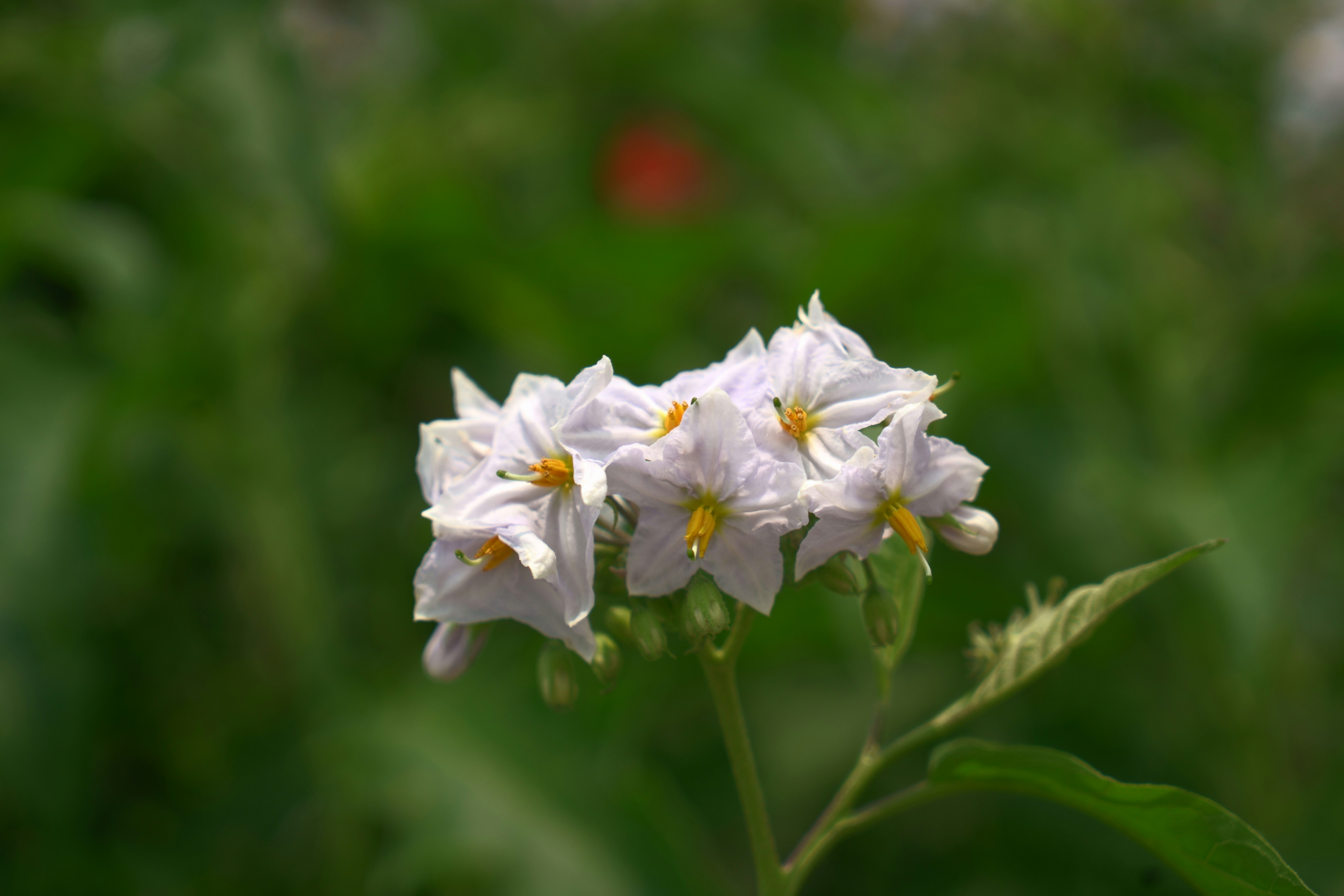 Soft-white cluster: a delicate bouquet breaking through the green backdrop