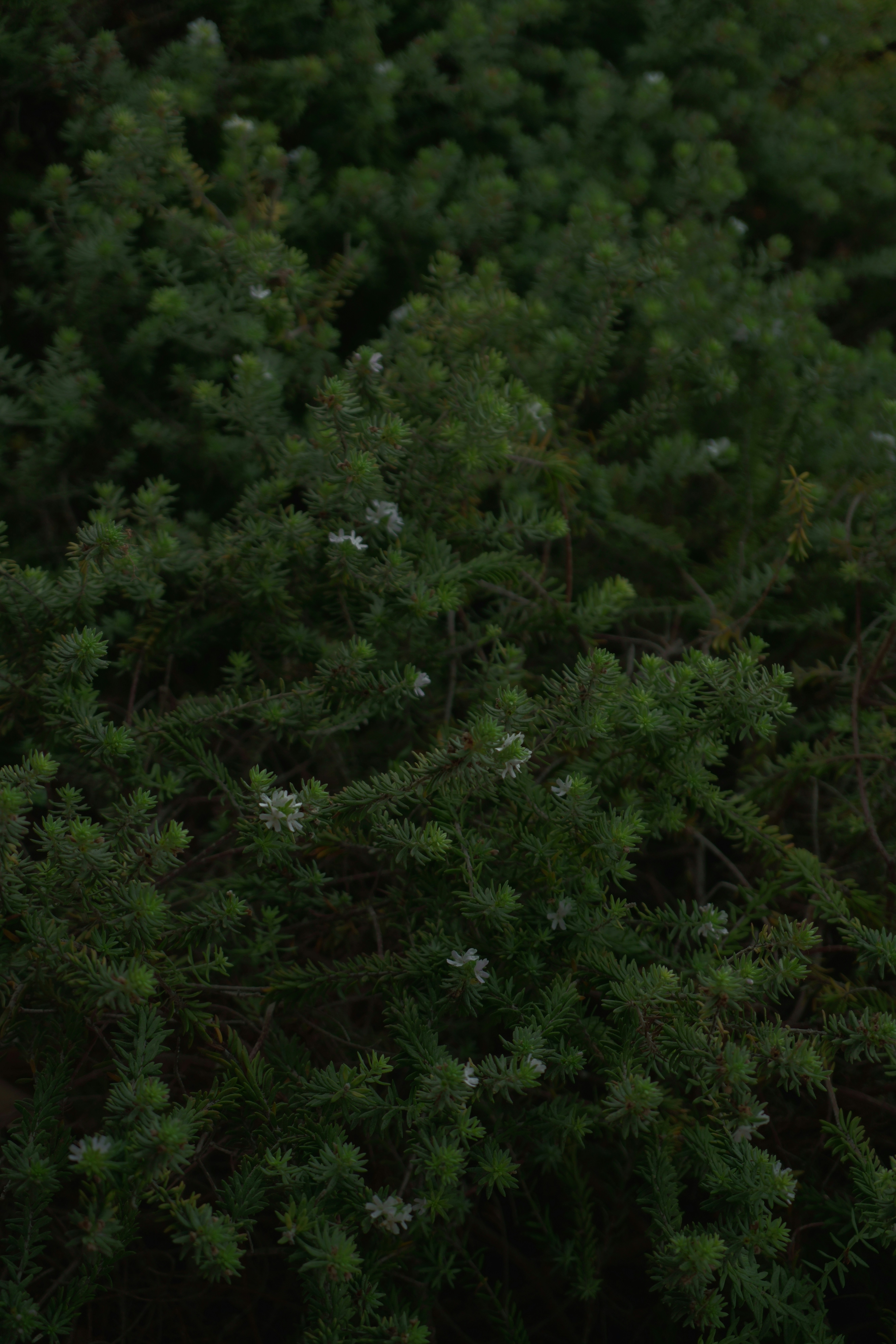Low-Light Foliage Mosaic