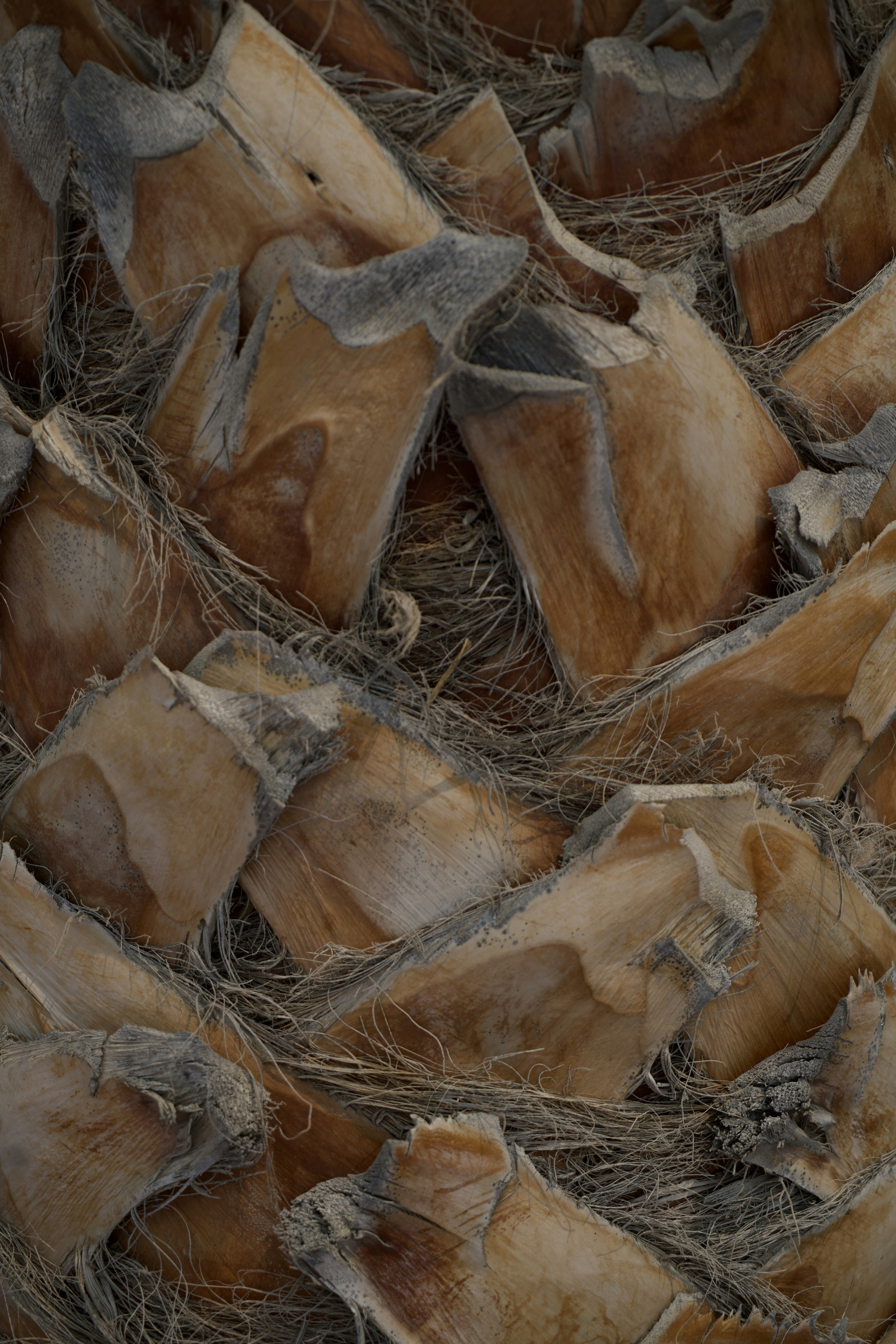 Deserted Spiral of Pine Bark: Texture Rhythm in Warm Tones