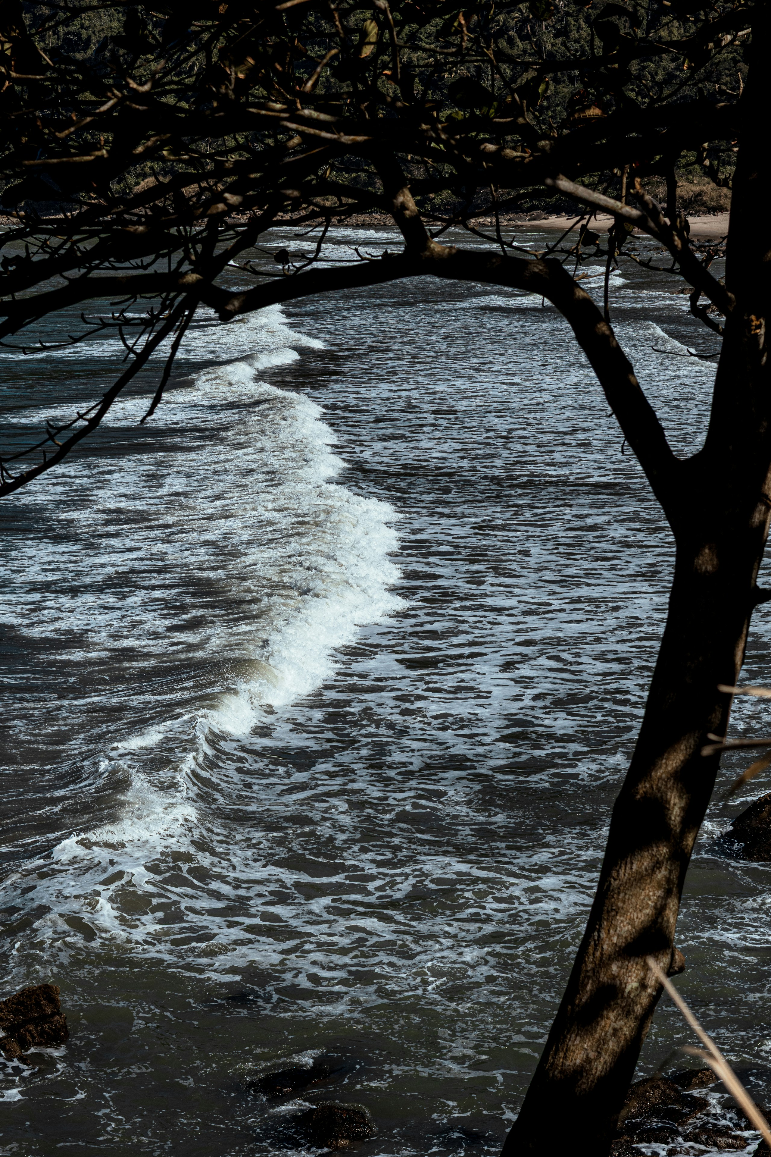 Tree-arched shoreline: a sea’s edge framed by dark limbs