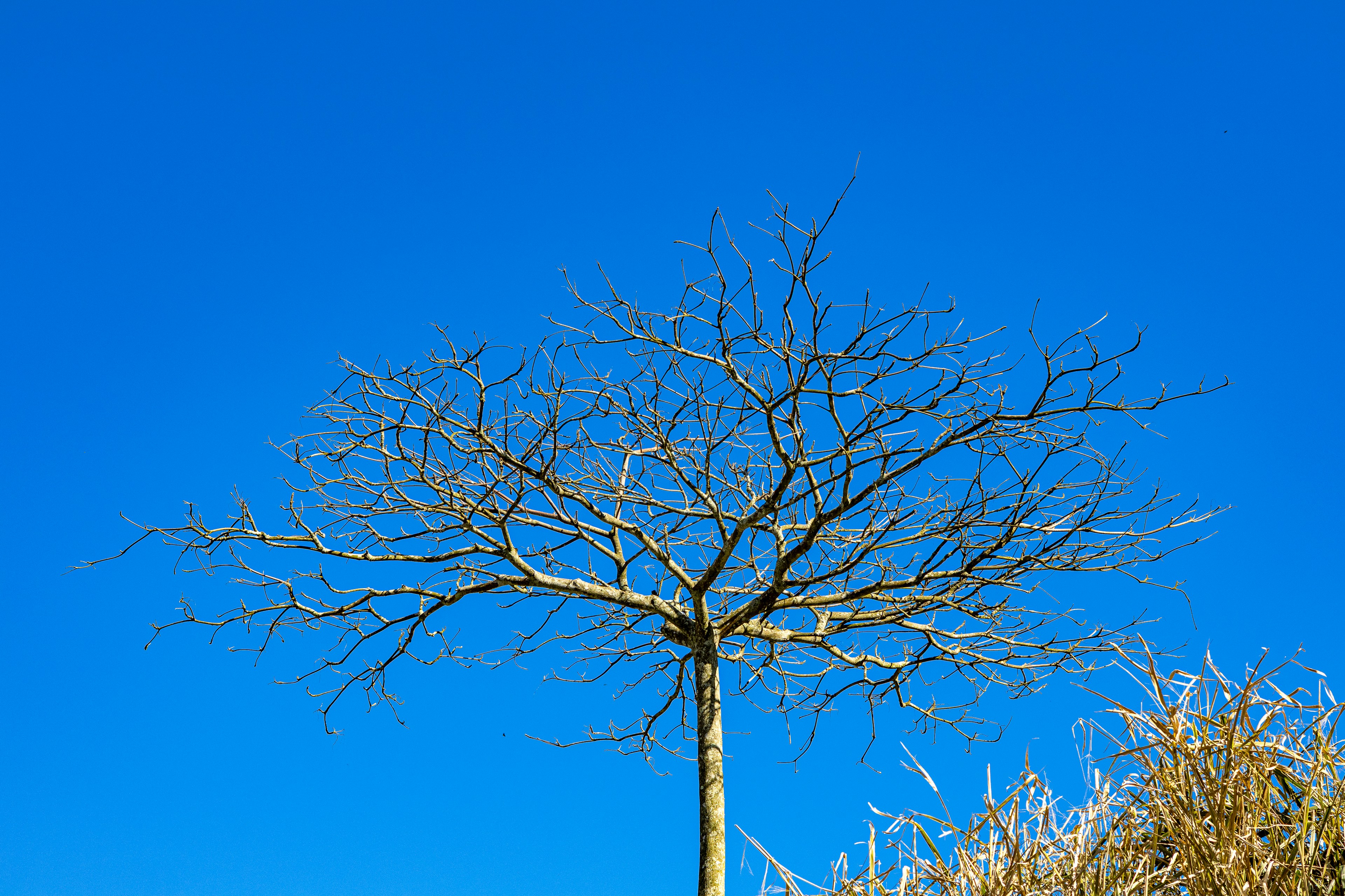 Leafless Tree Reaching into a Bold Blue Sky