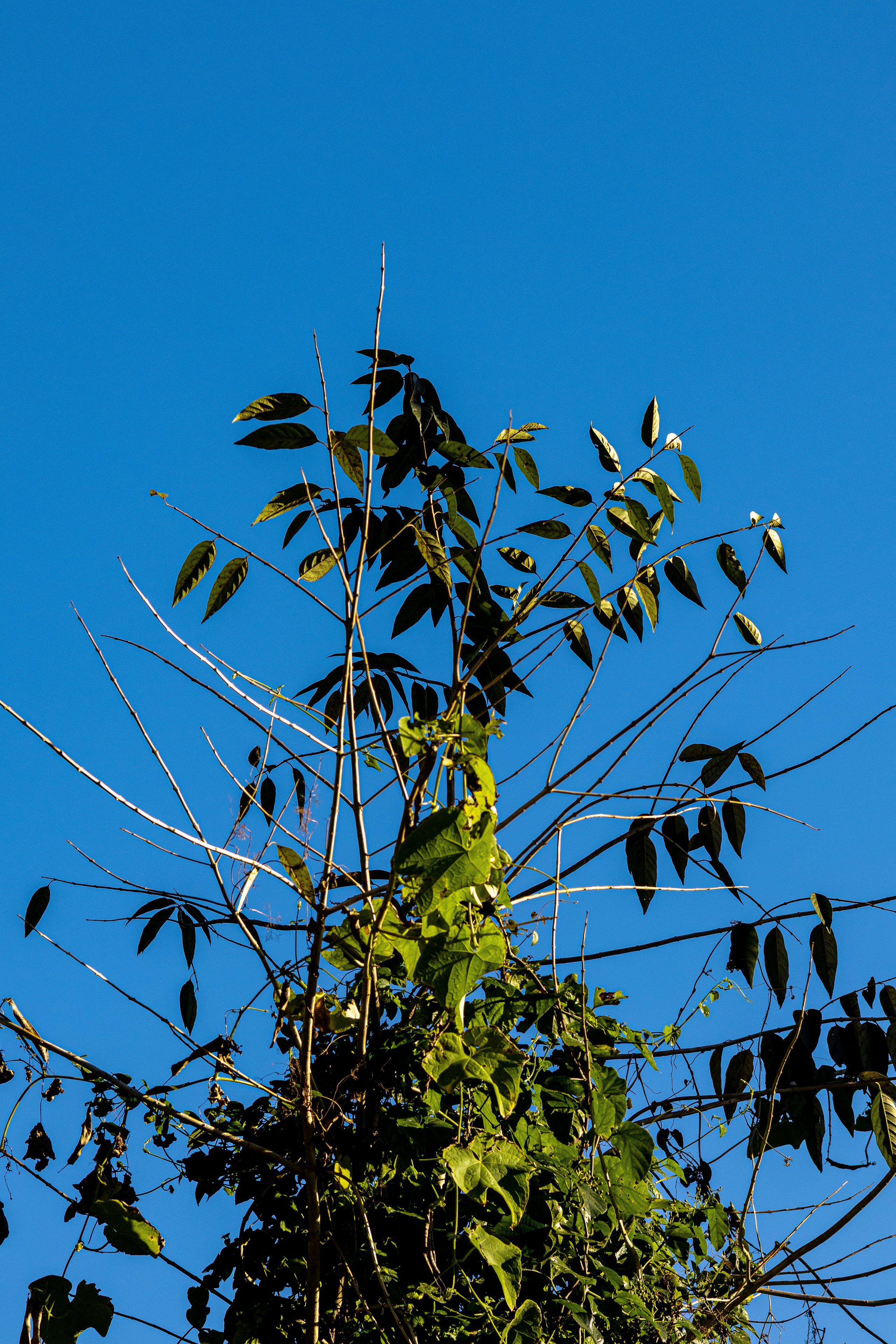 Blue Sky Summit: Tree Tops Reaching Toward Clarity