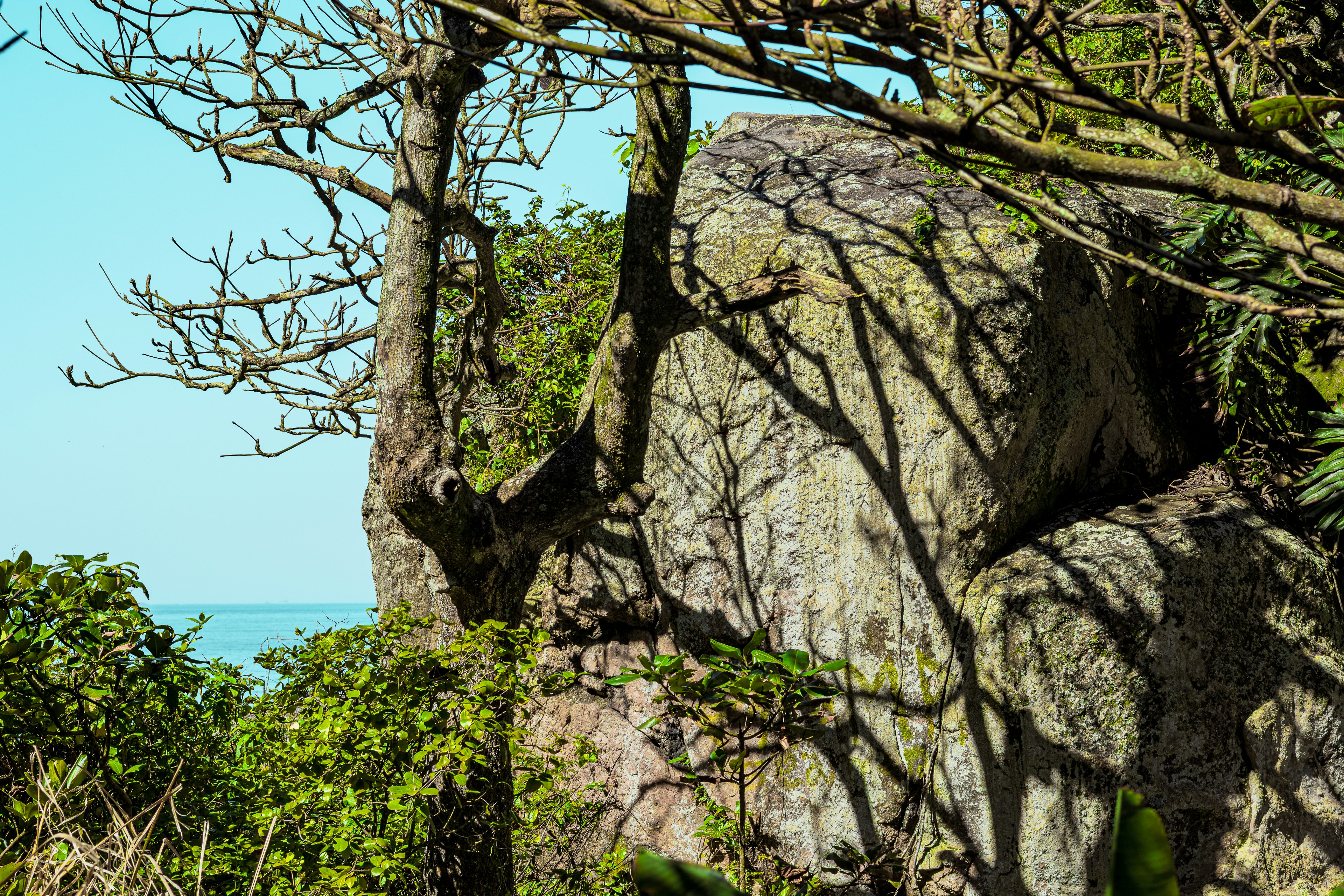Sunlit Granite Overhang Framed by Bare Branches