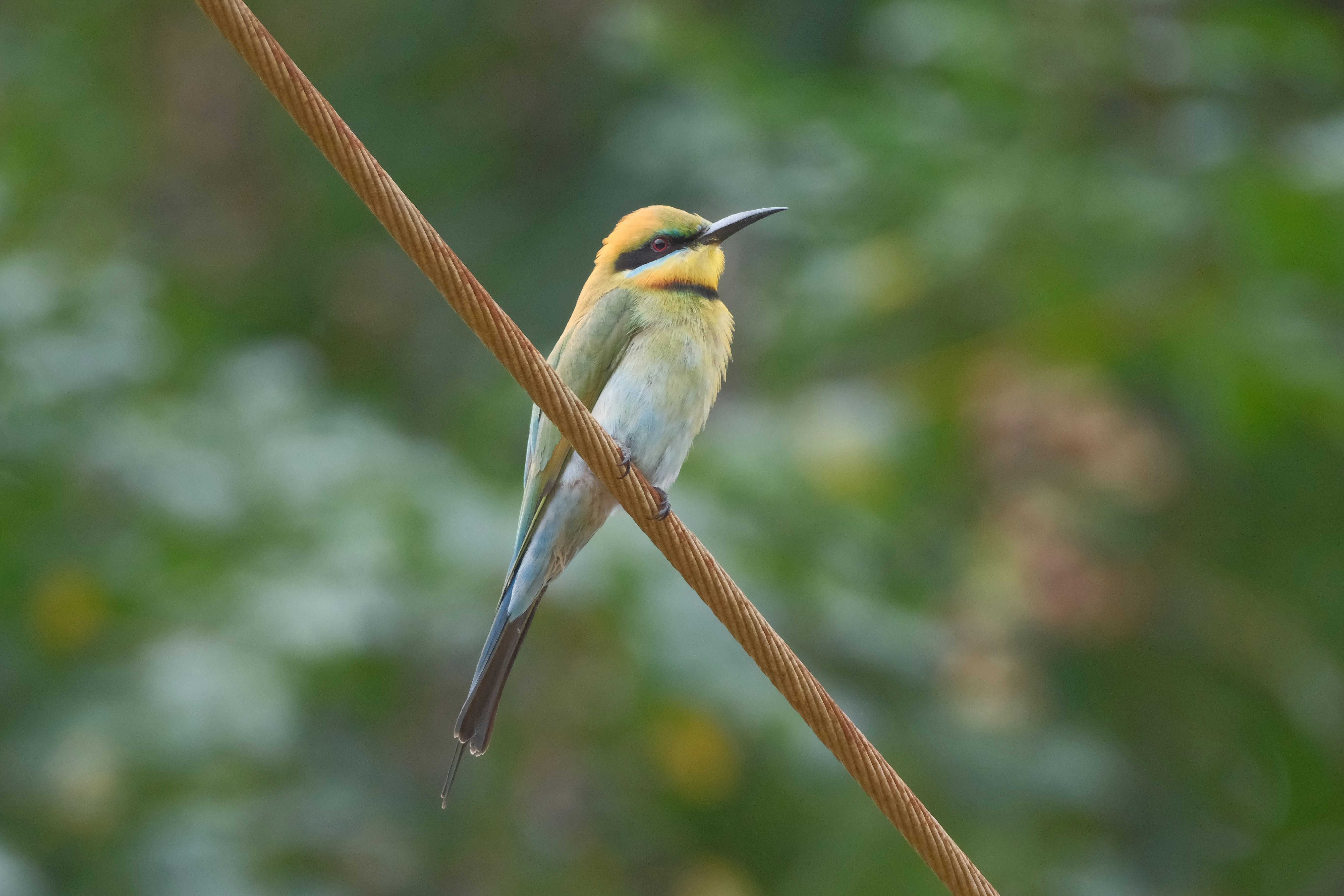 On a Rusty Line: A Greenish-Yellow Bird Pauses mid-Drift