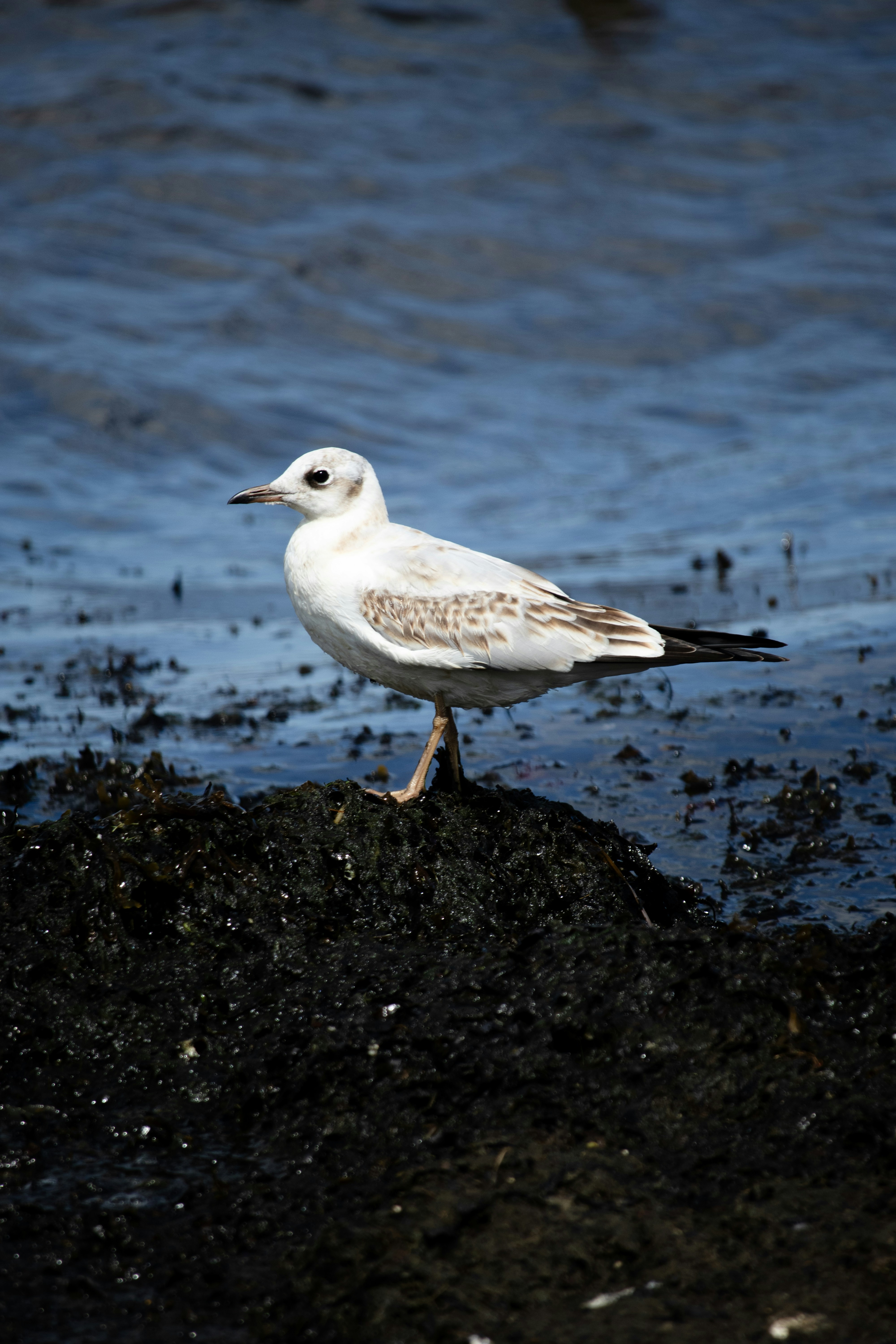 Pole-beak Sentinel: A Seagull Standing on Coastal Rock