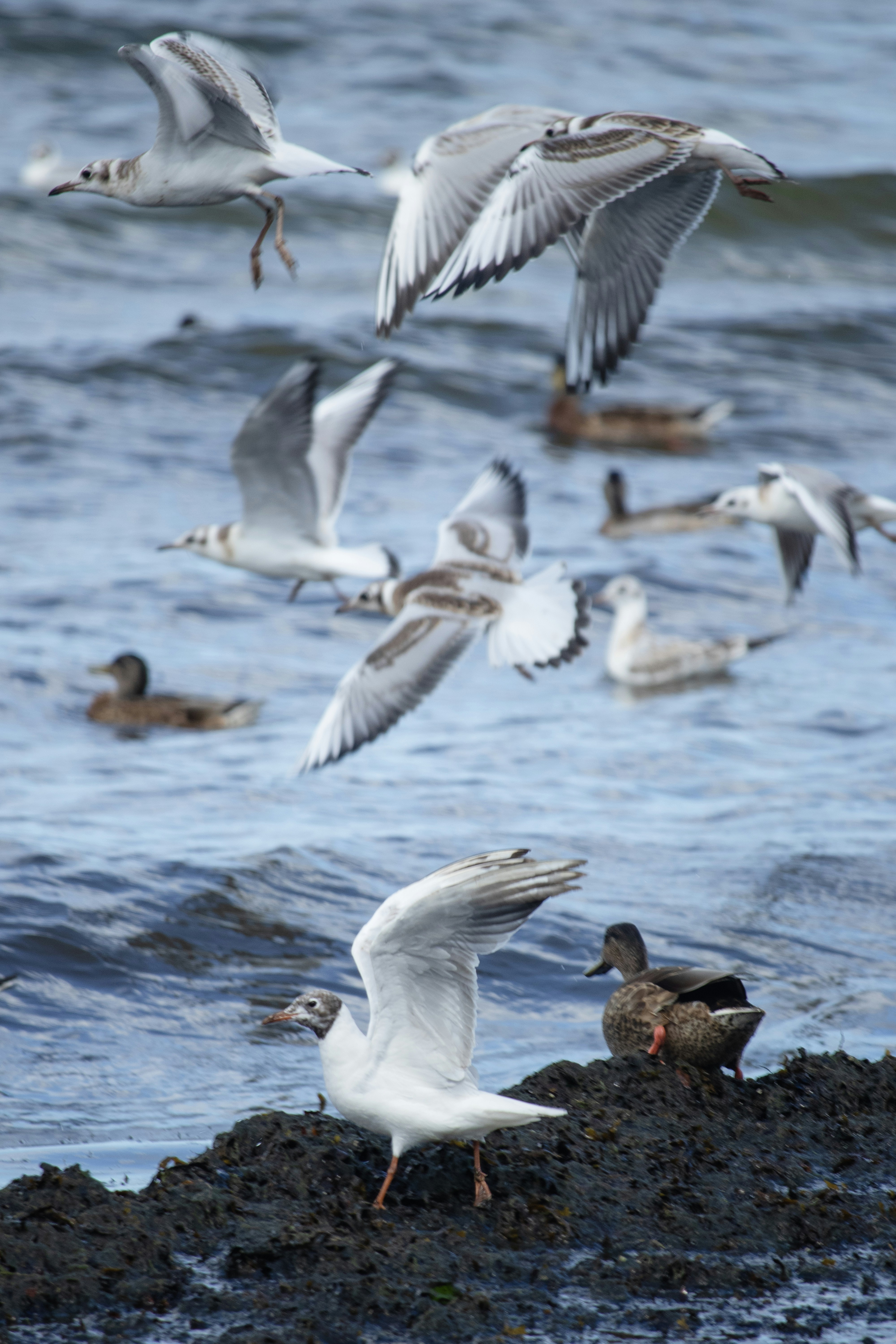 Flight over the Tide: Seagulls in a Coastal Gallop