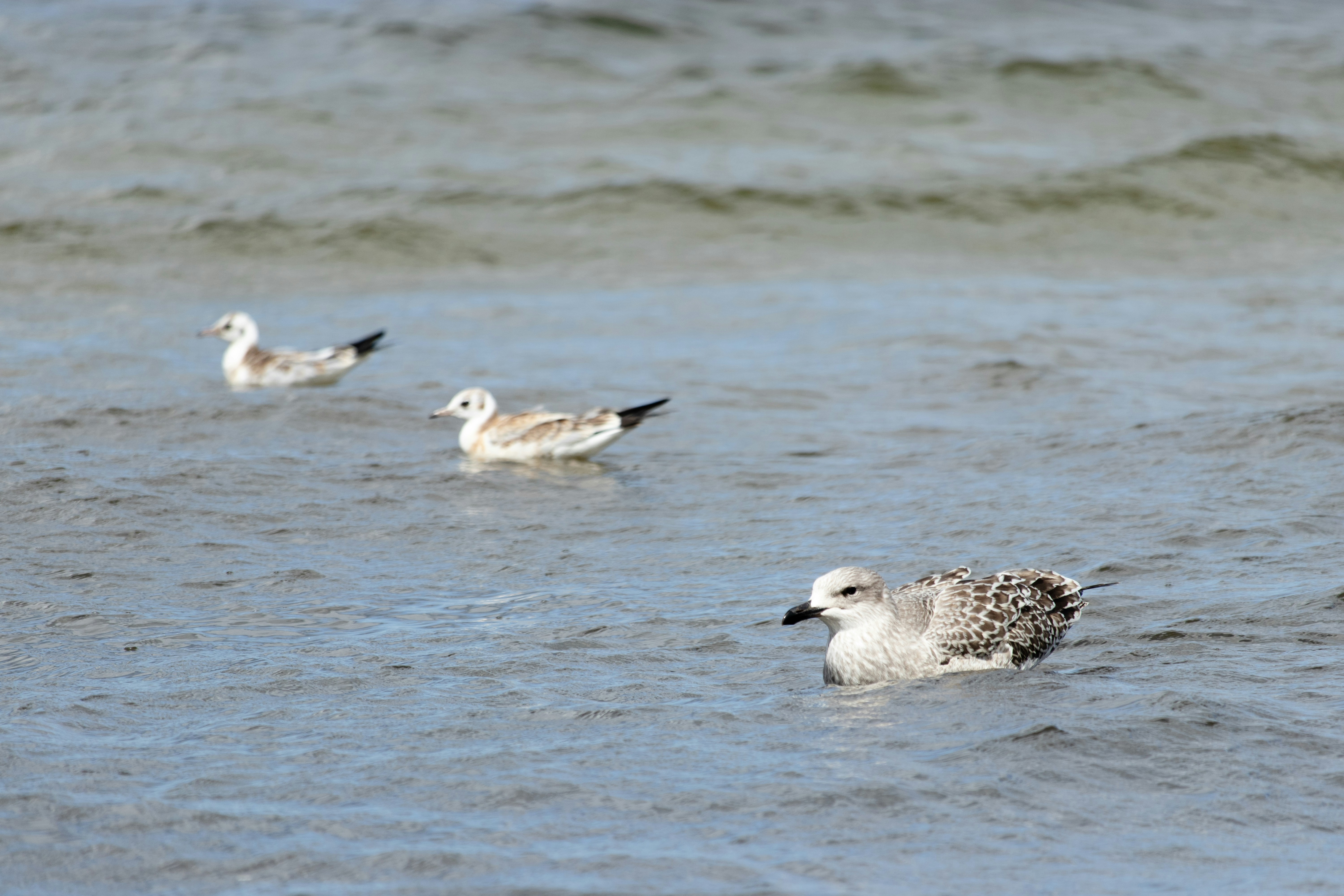 Coastal Flock: Seabirds at Rest on Sunlit Water