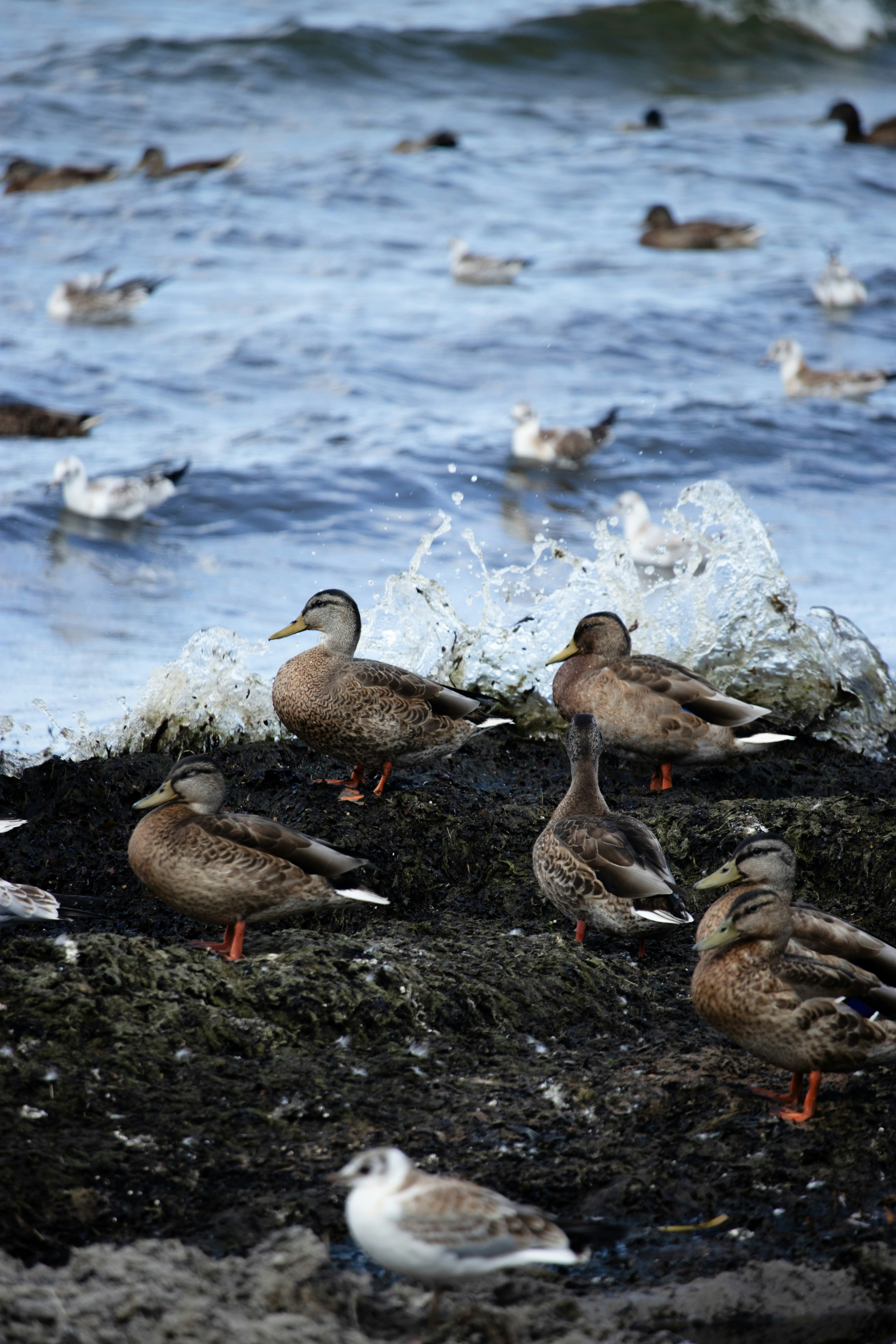 Waddlers on the Lip of Ocean Foam