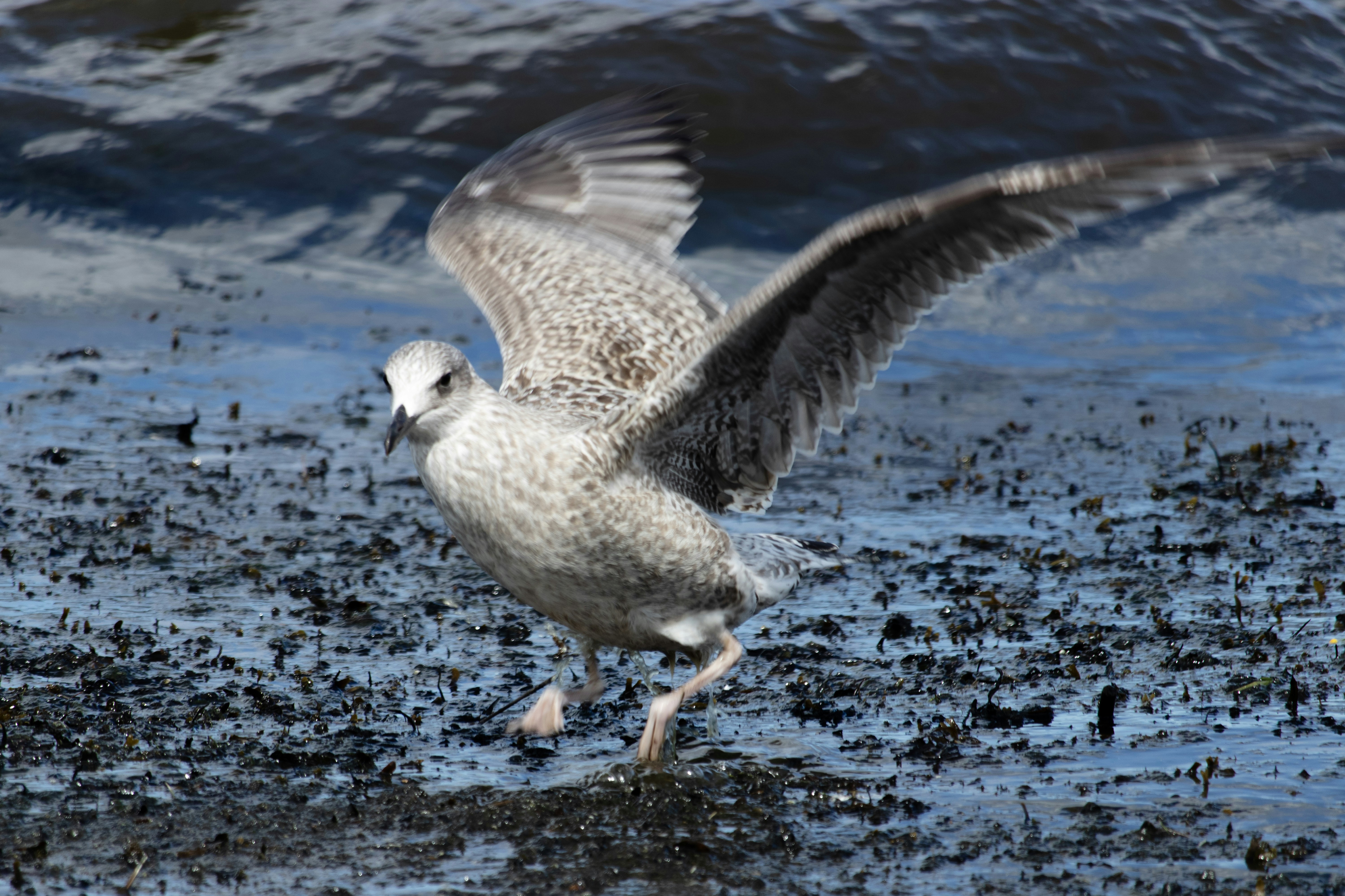 Landing Stride at the Mudflat Edge