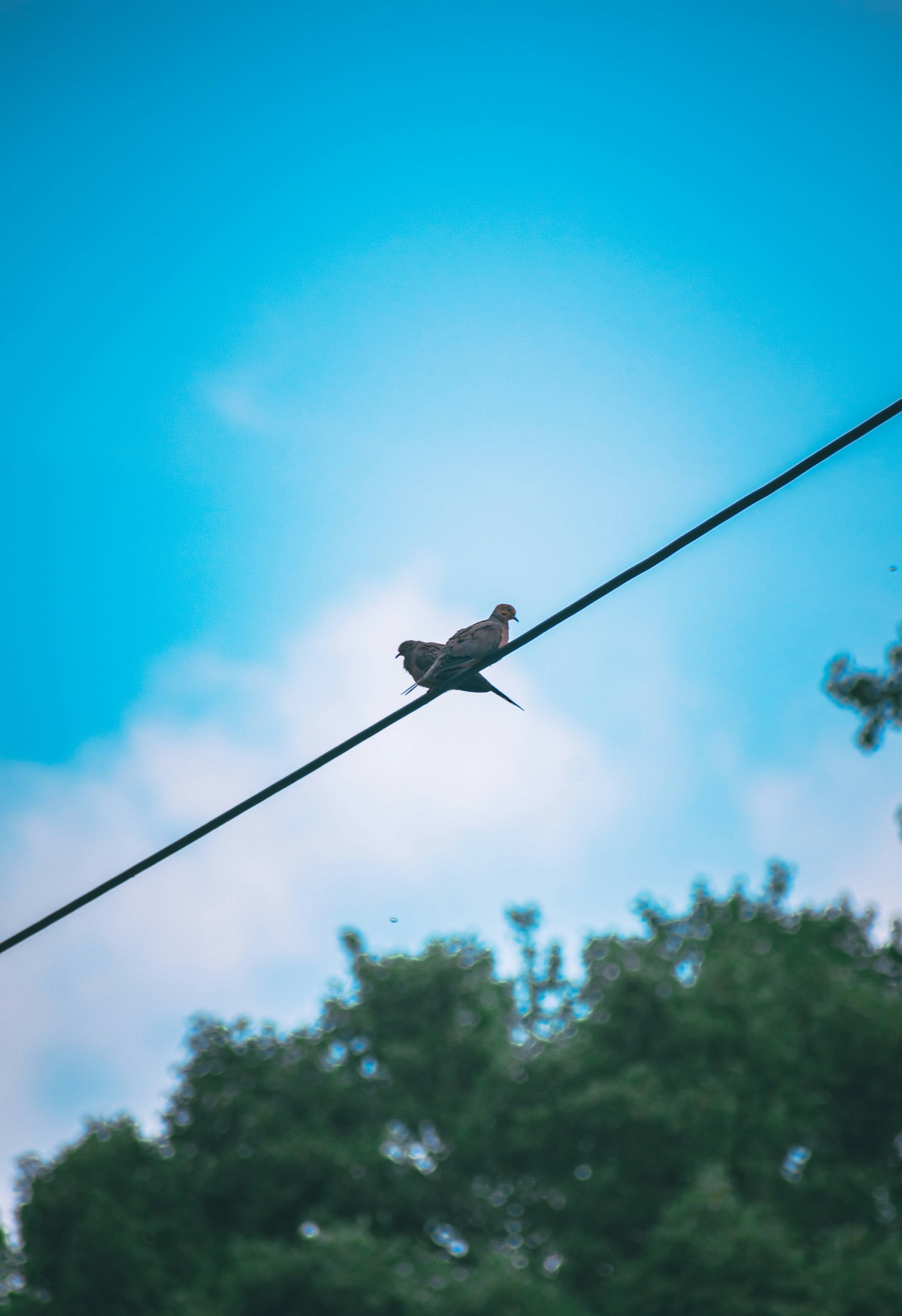 Bird perched on a diagonal wire against a bright blue sky with tree silhouettes below.