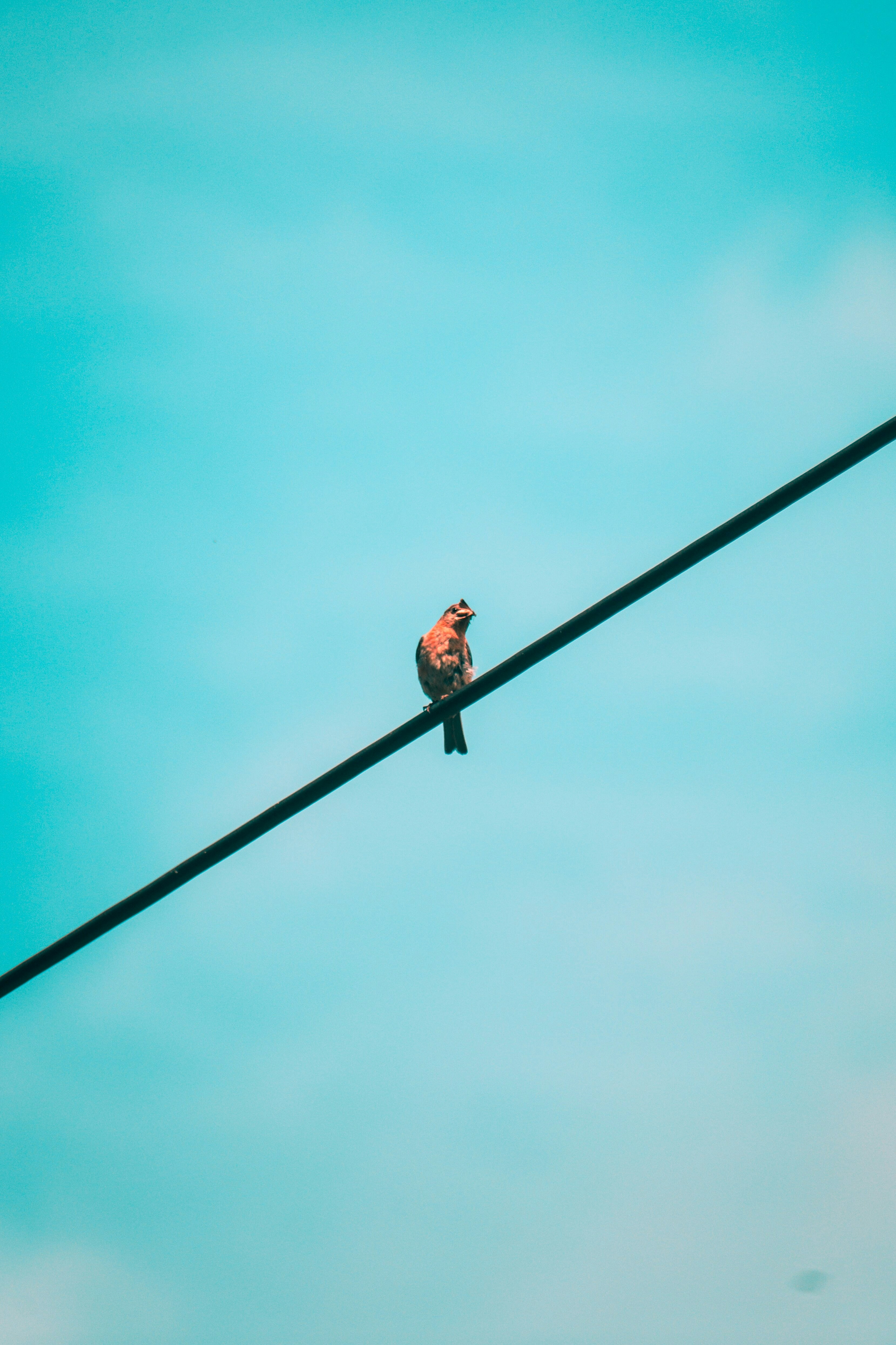 High Wire Quiet: A Bird Perched on a Cable Against a Vaporous Sky