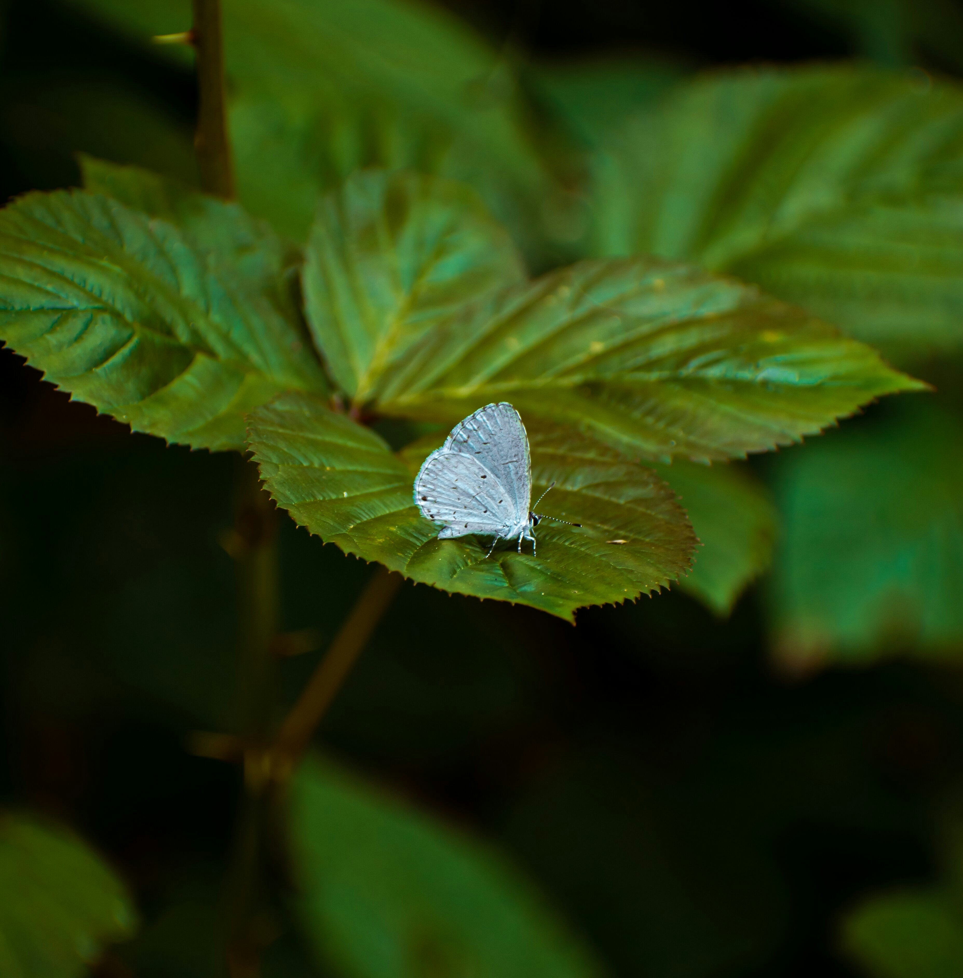 Azure Whisper on Mossy Green: A Delicate Butterfly Resting in Dappled Light