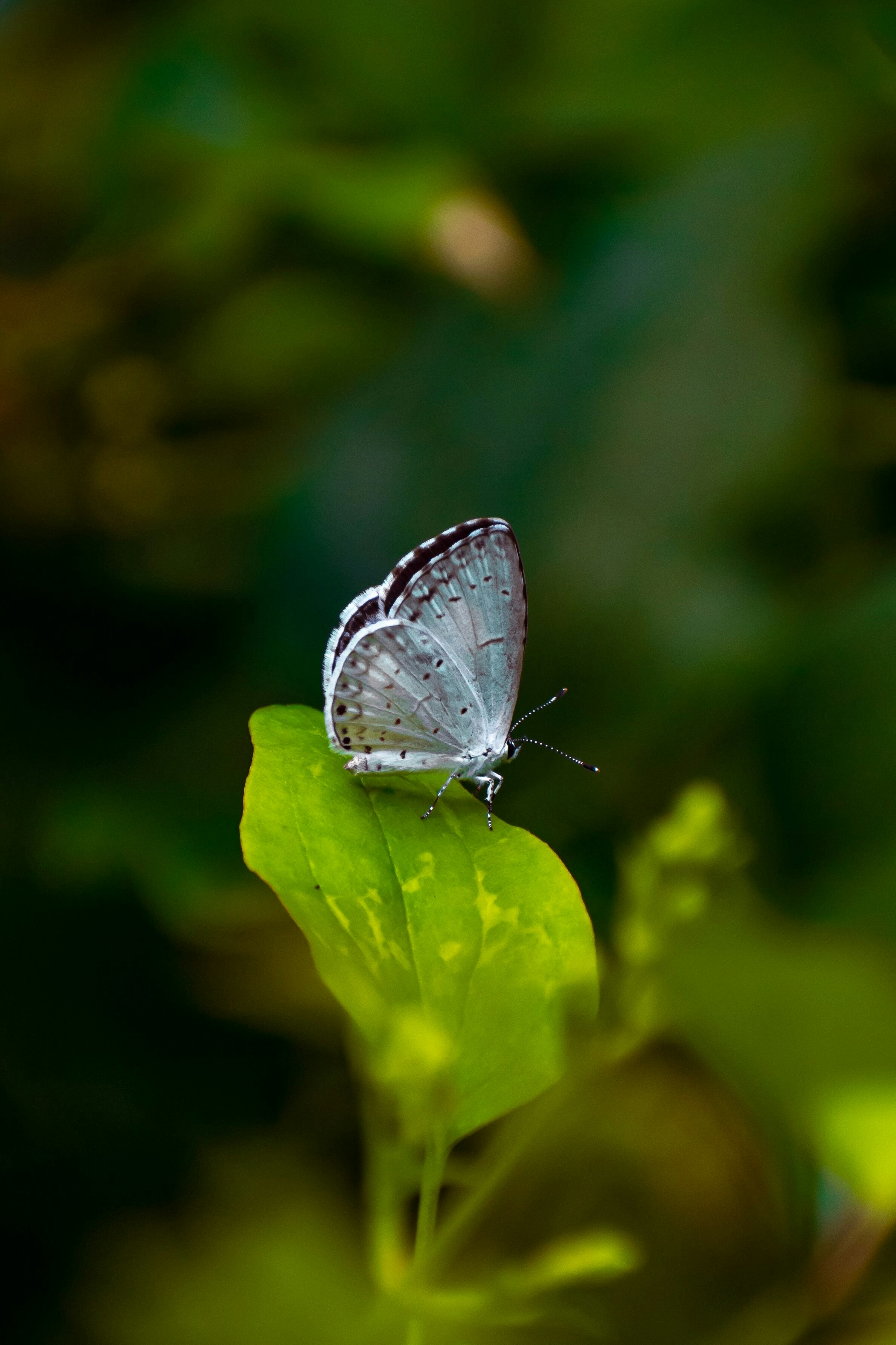 Azure Bloom: a delicate butterfly resting on a sunlit leaf