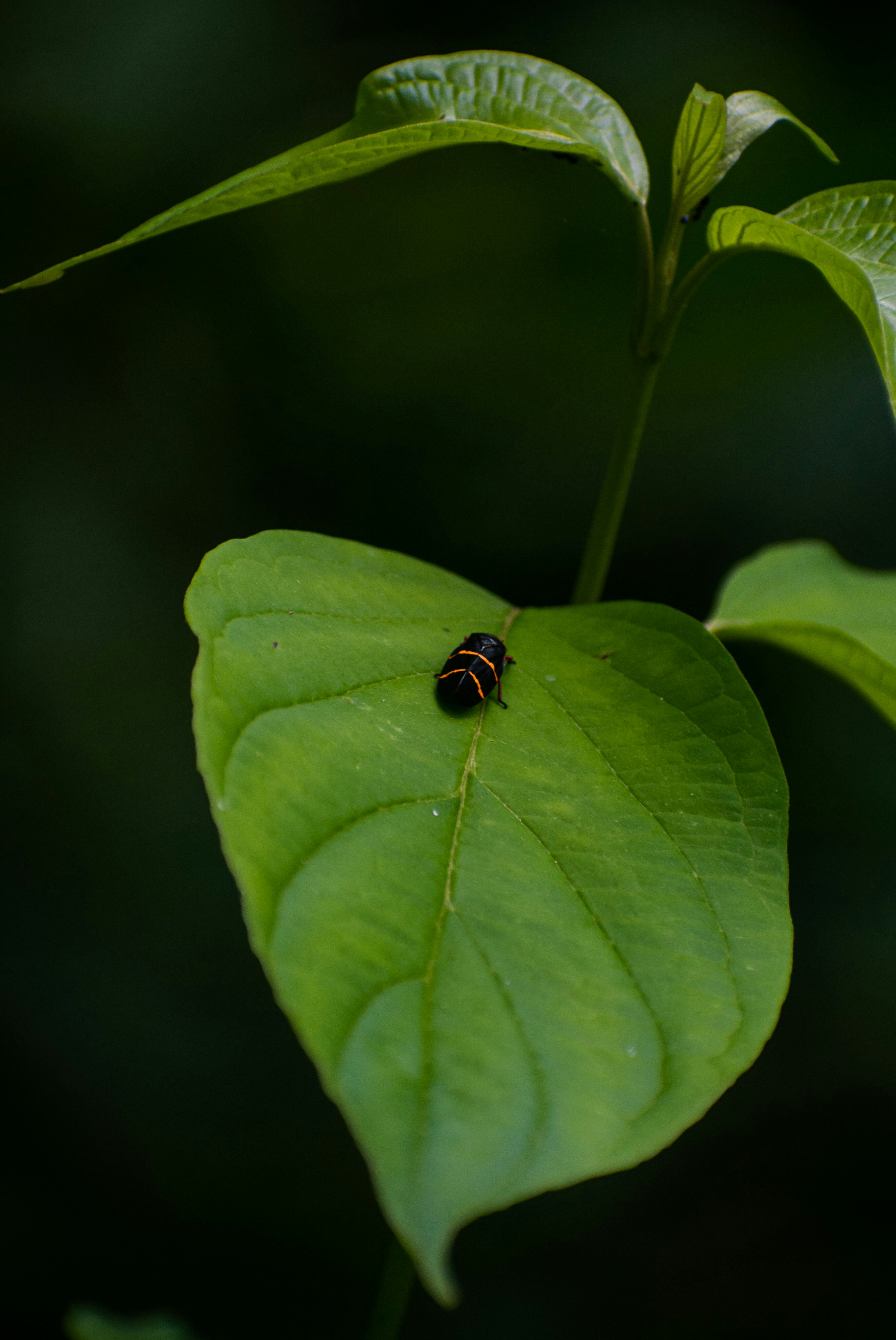 Tiny Black Beetle with Orange Stripes On a Green Leaf