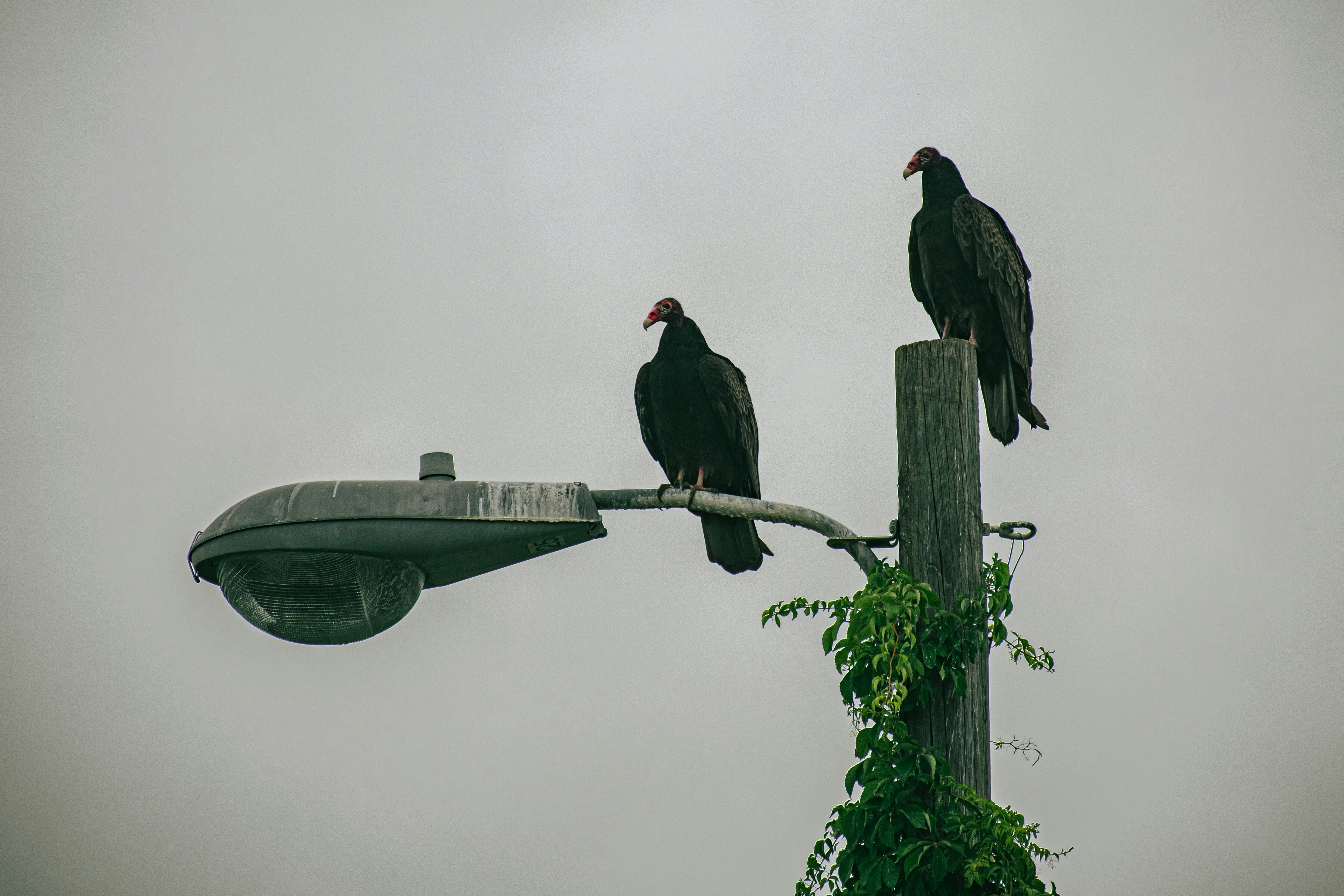 Perched Vantage: Dual Magpies Watch Over a Quiet Street Lamp