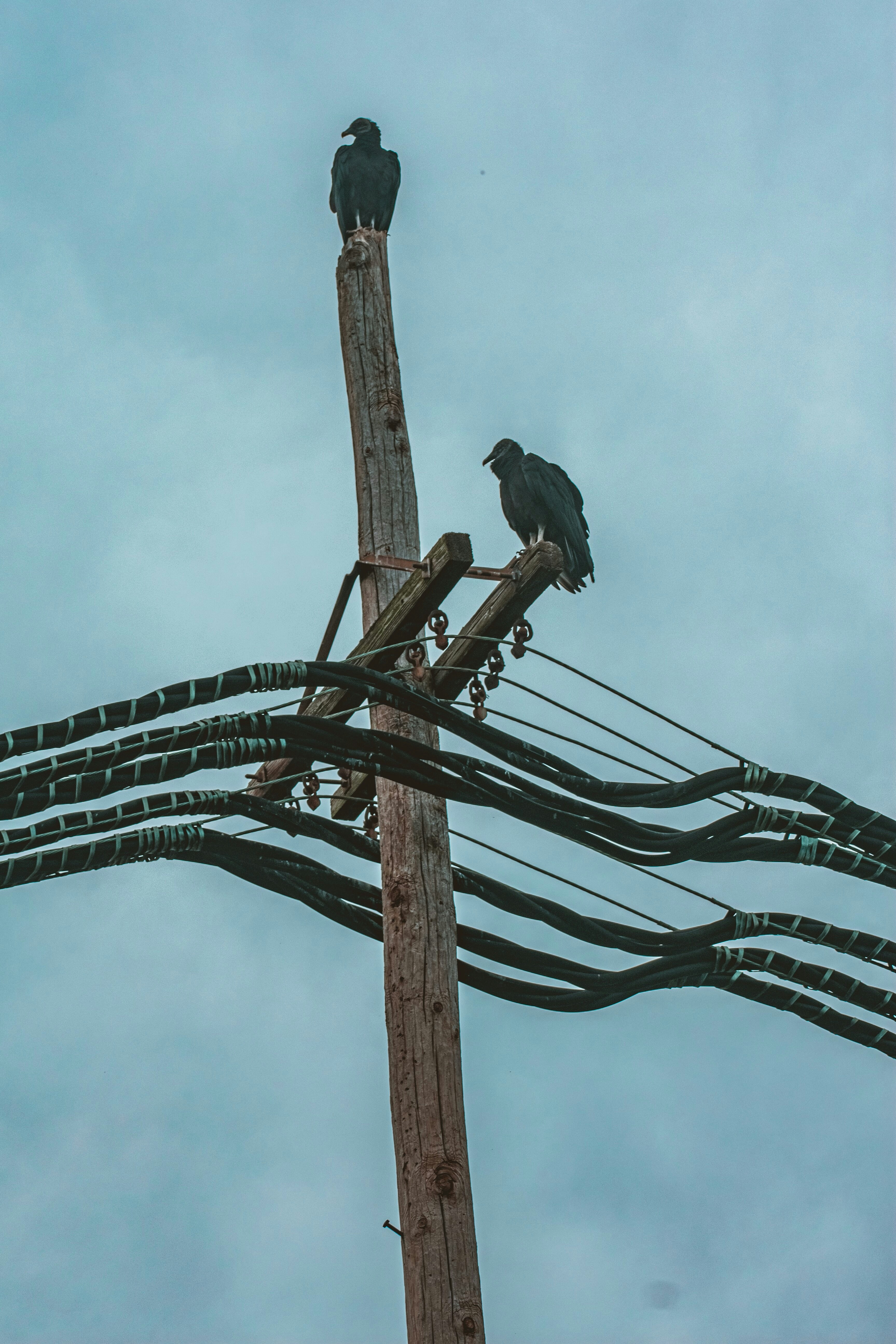 Raven Sentinels Above the Wires