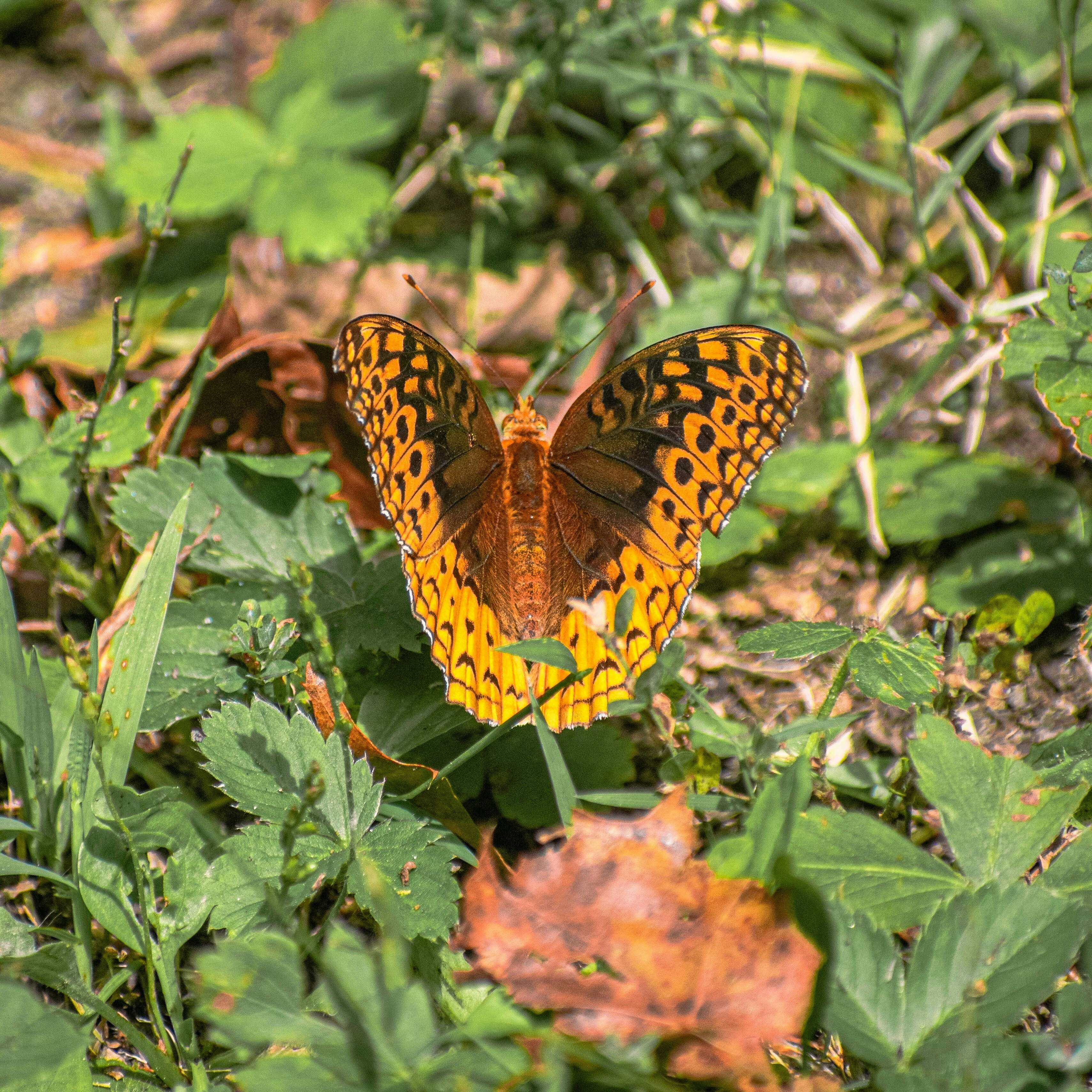 Golden Monarch Amid Greenery: A Mid-Sun Butterfly Pause