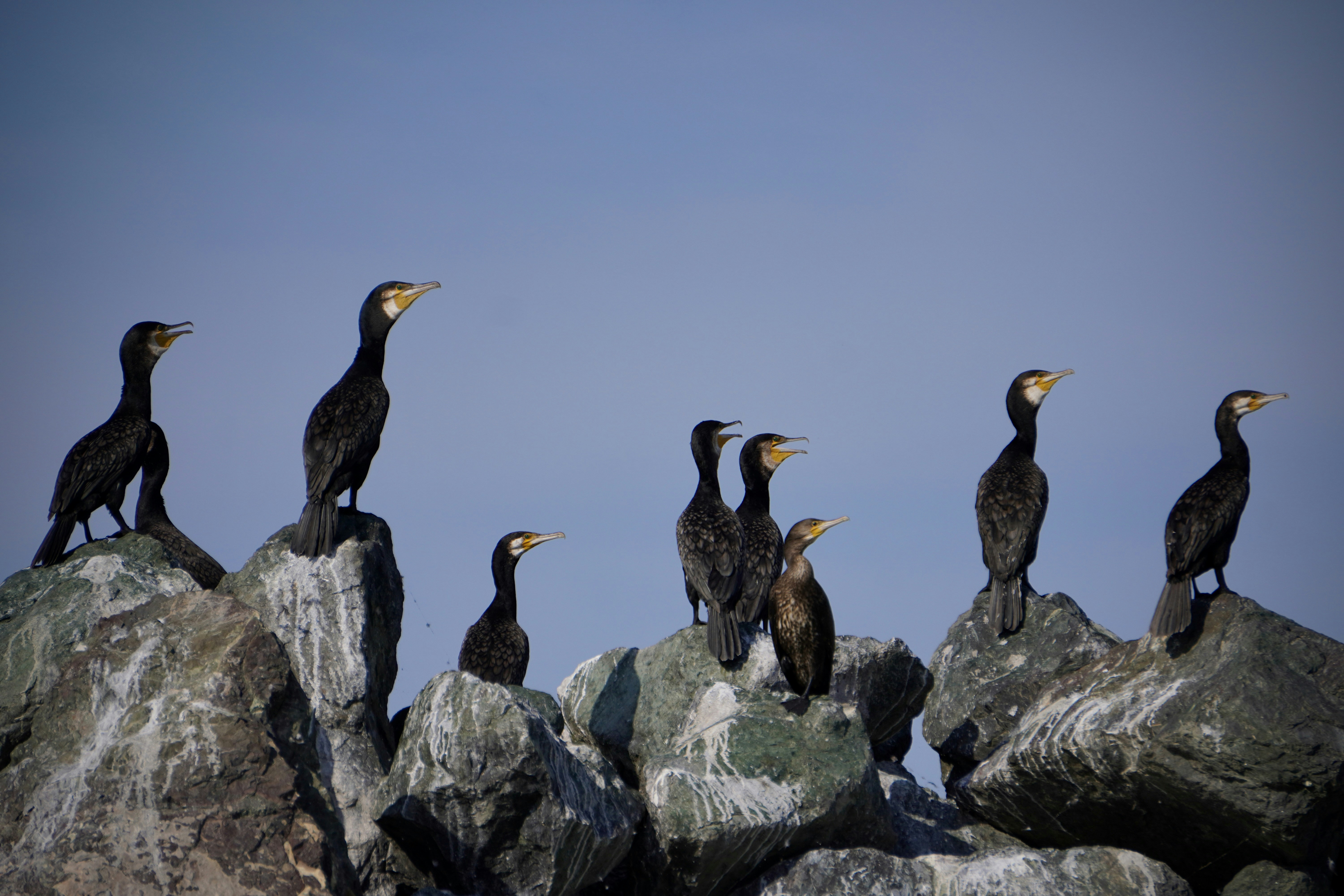 Rookery on the Ridge: Cormorants Perched Along Craggy Breakers