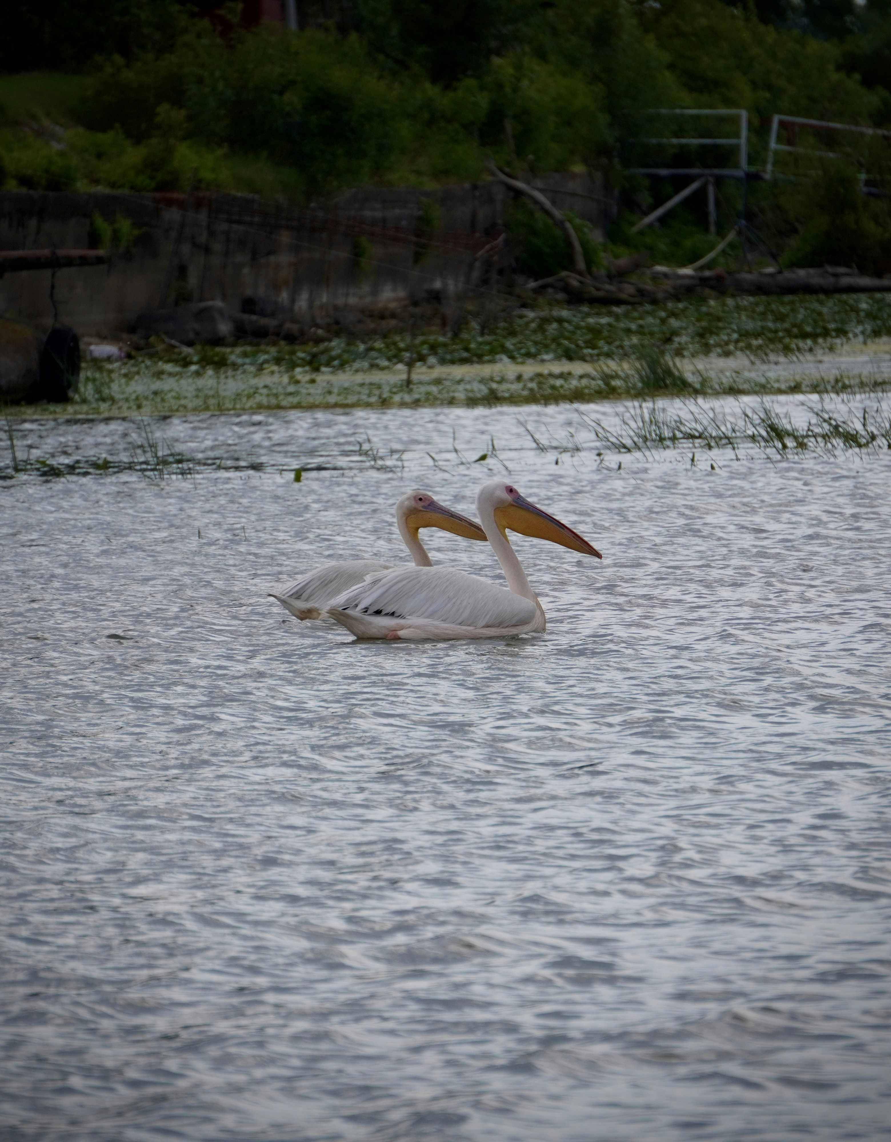 Twin Pelicans at Rest: A Quiet Lake Moment