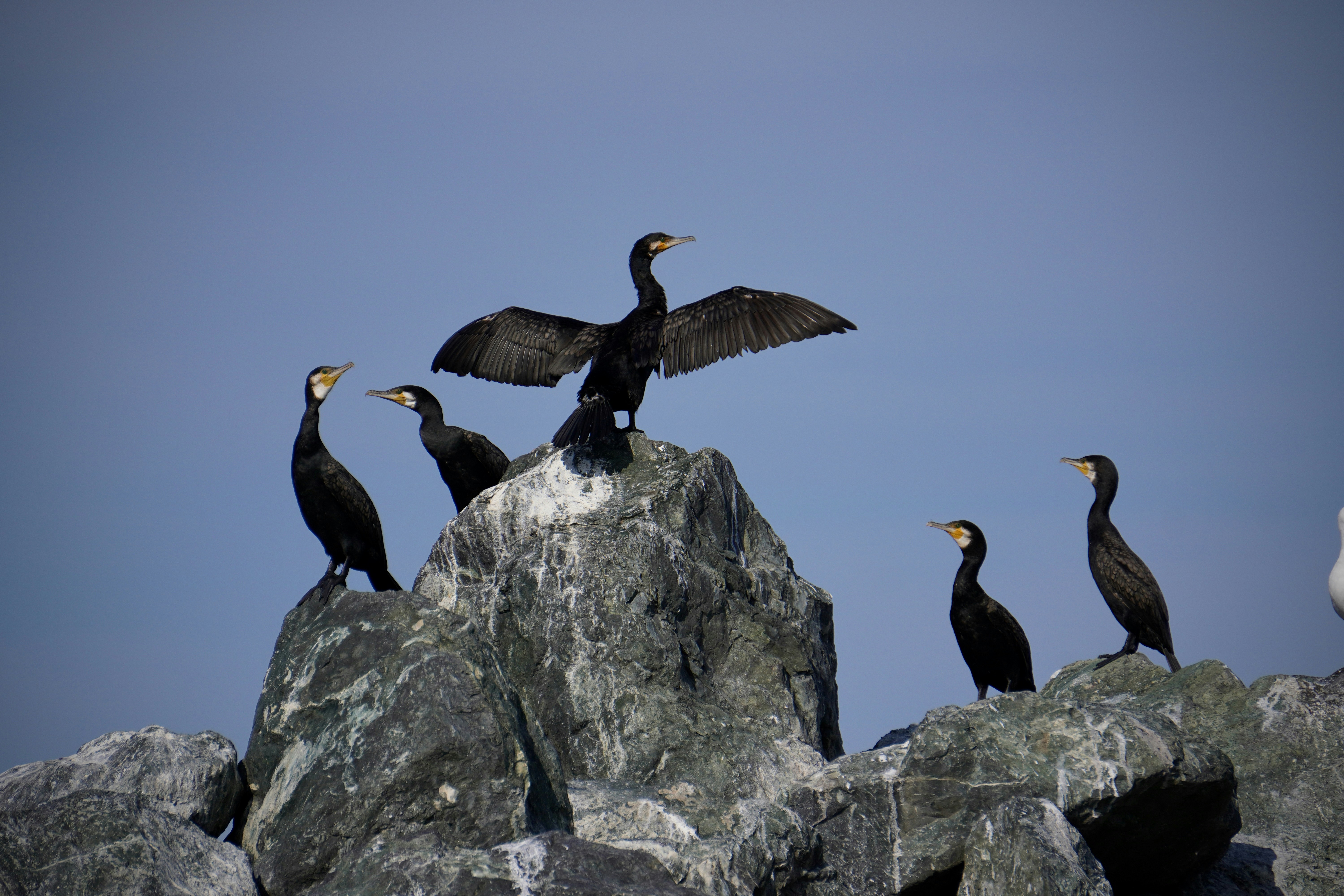 Rocky Perch: A Flock of Cormorants Guard the Summit