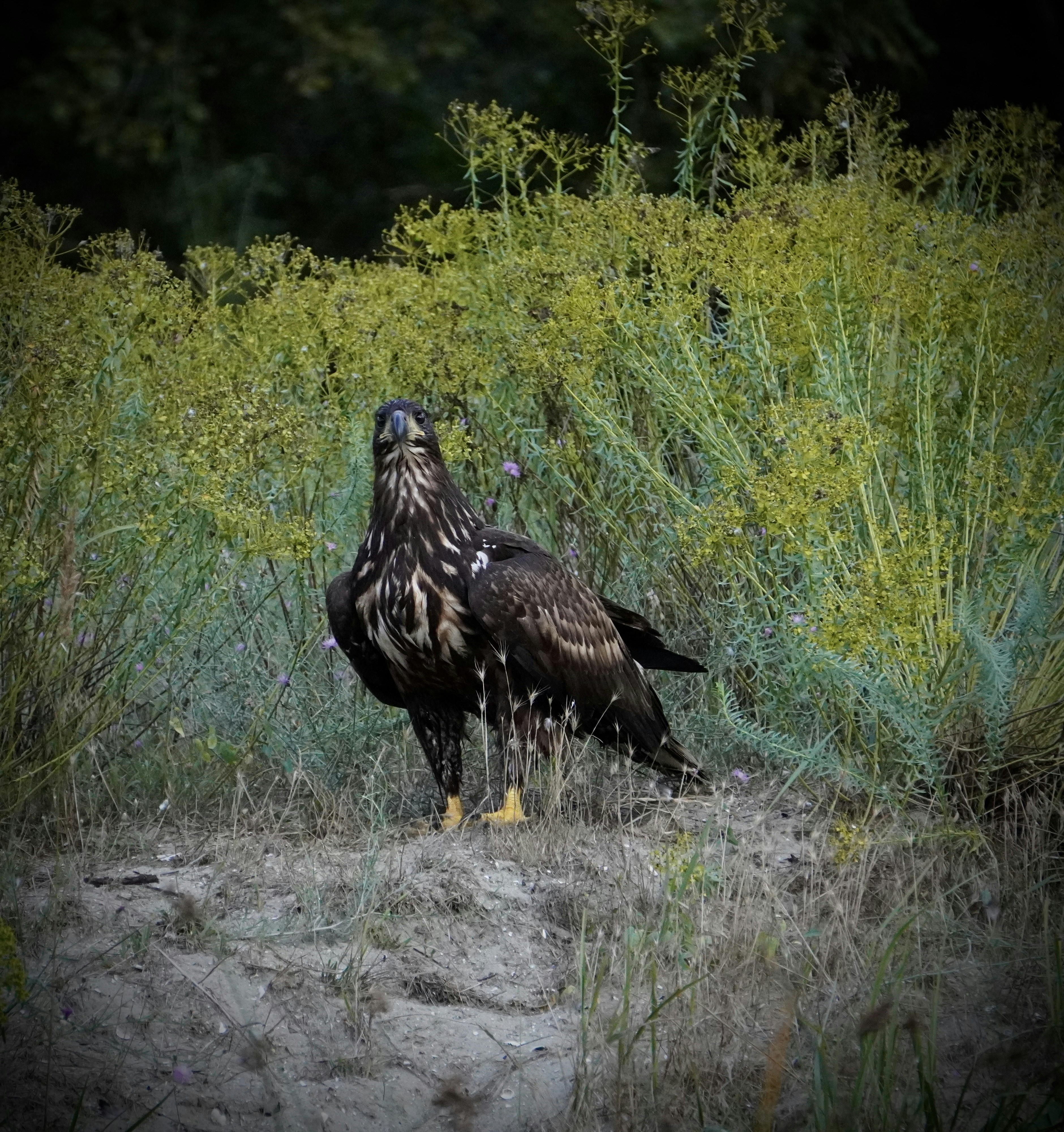 Stance in the Yellow Meadow