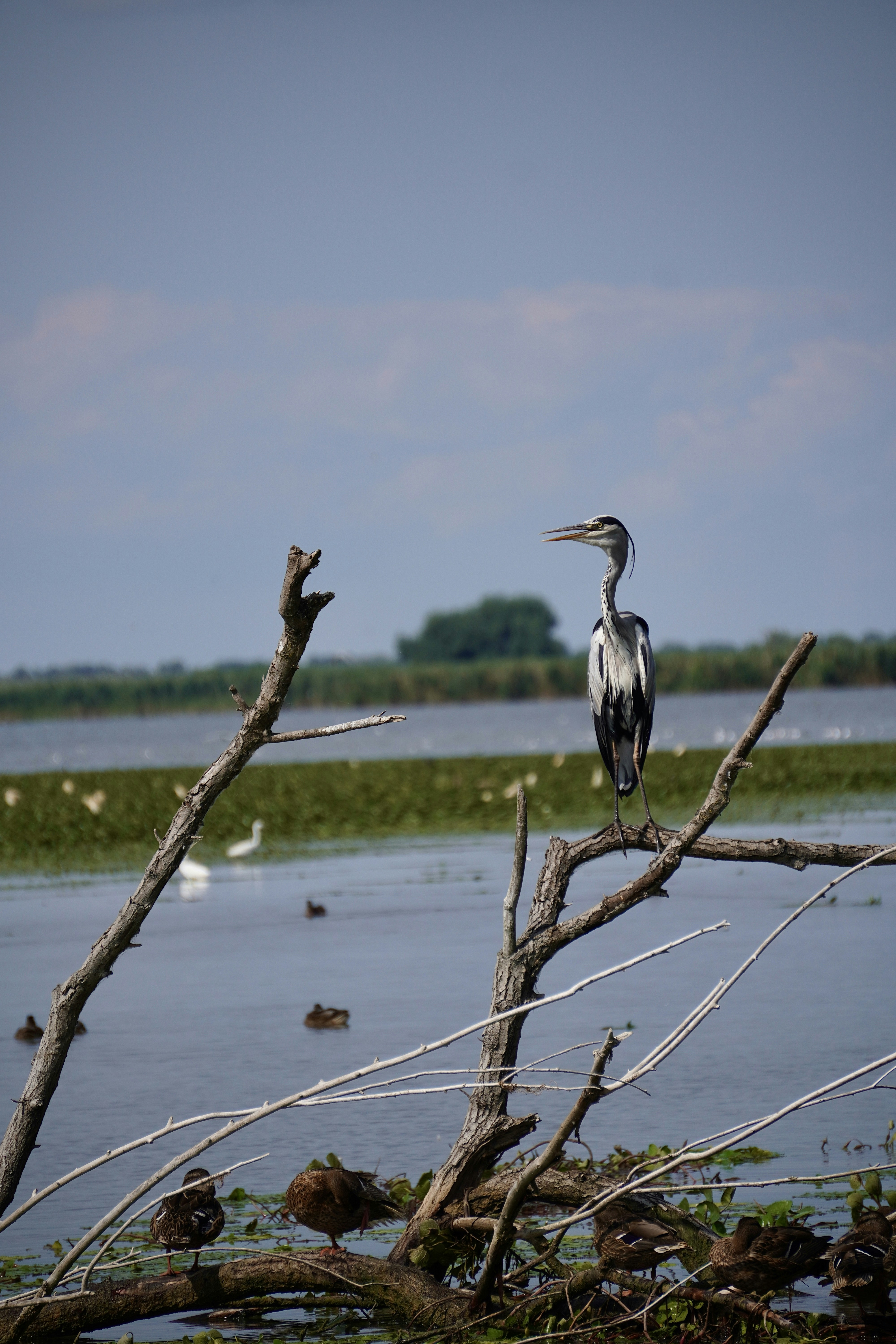 Perched Sentinel over the Wetland: A Grey Heron Survey