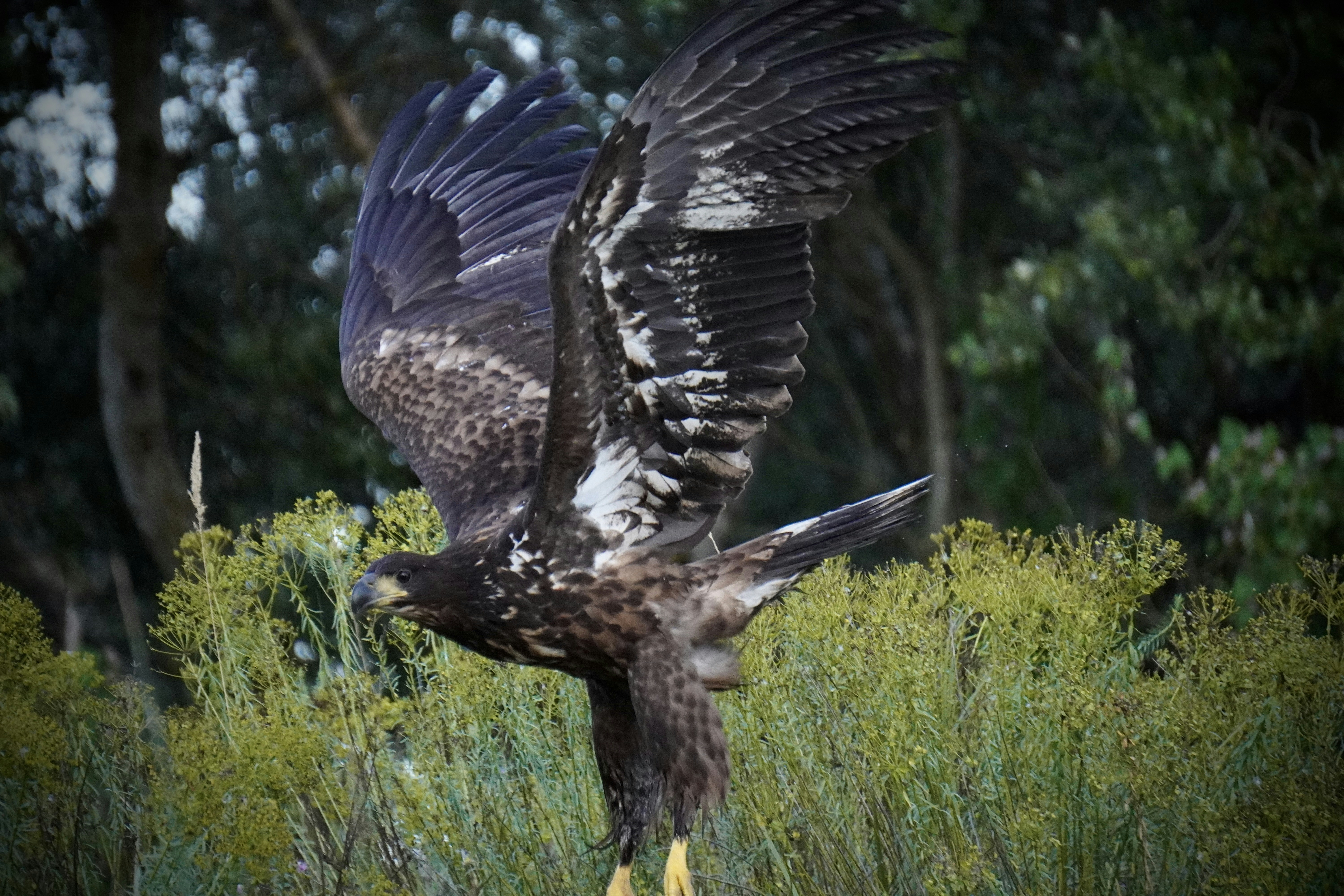 Raptor in a Golden Field: A Wingspan Snapshot