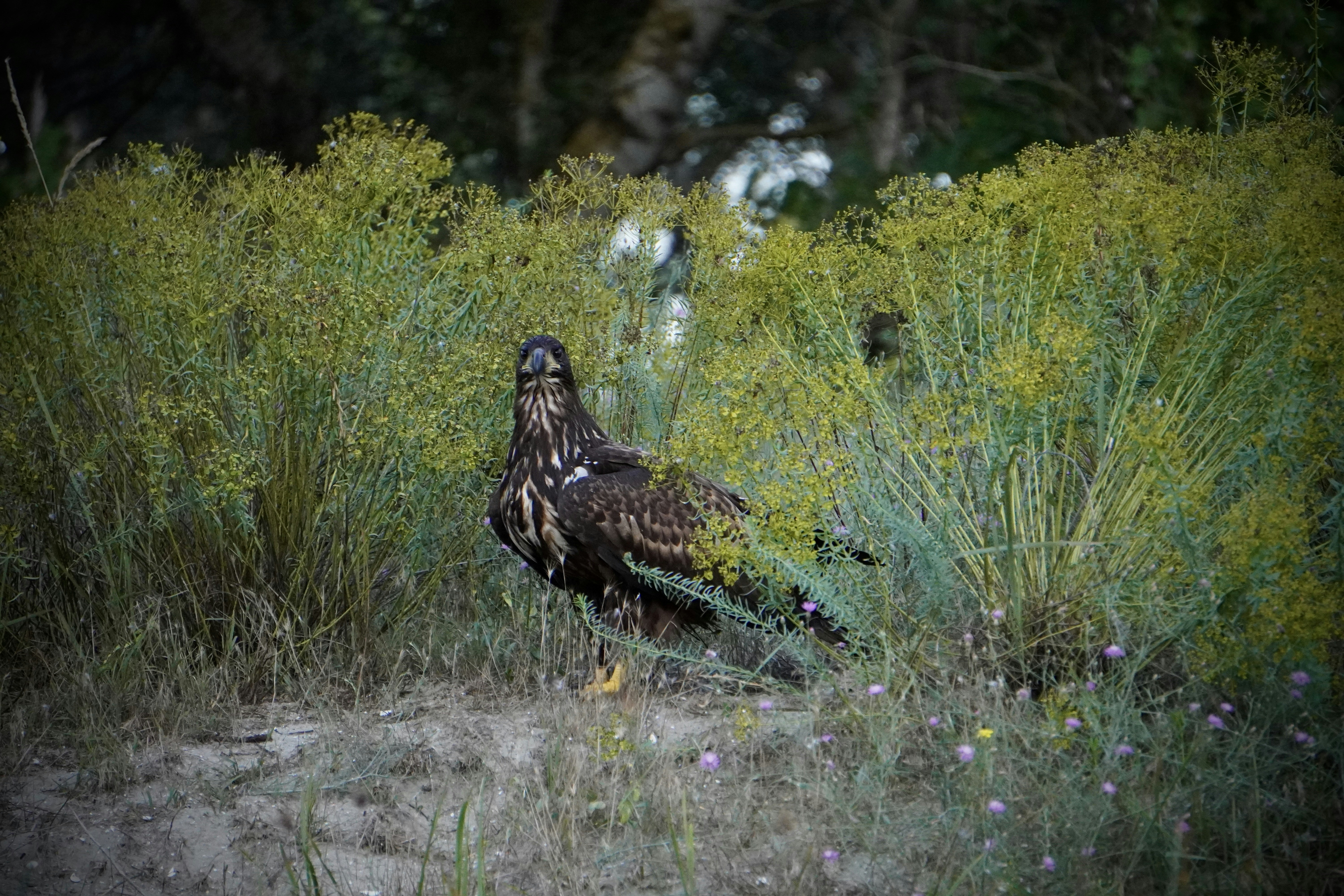 Stately Grouse Amid Coastal Scrub
