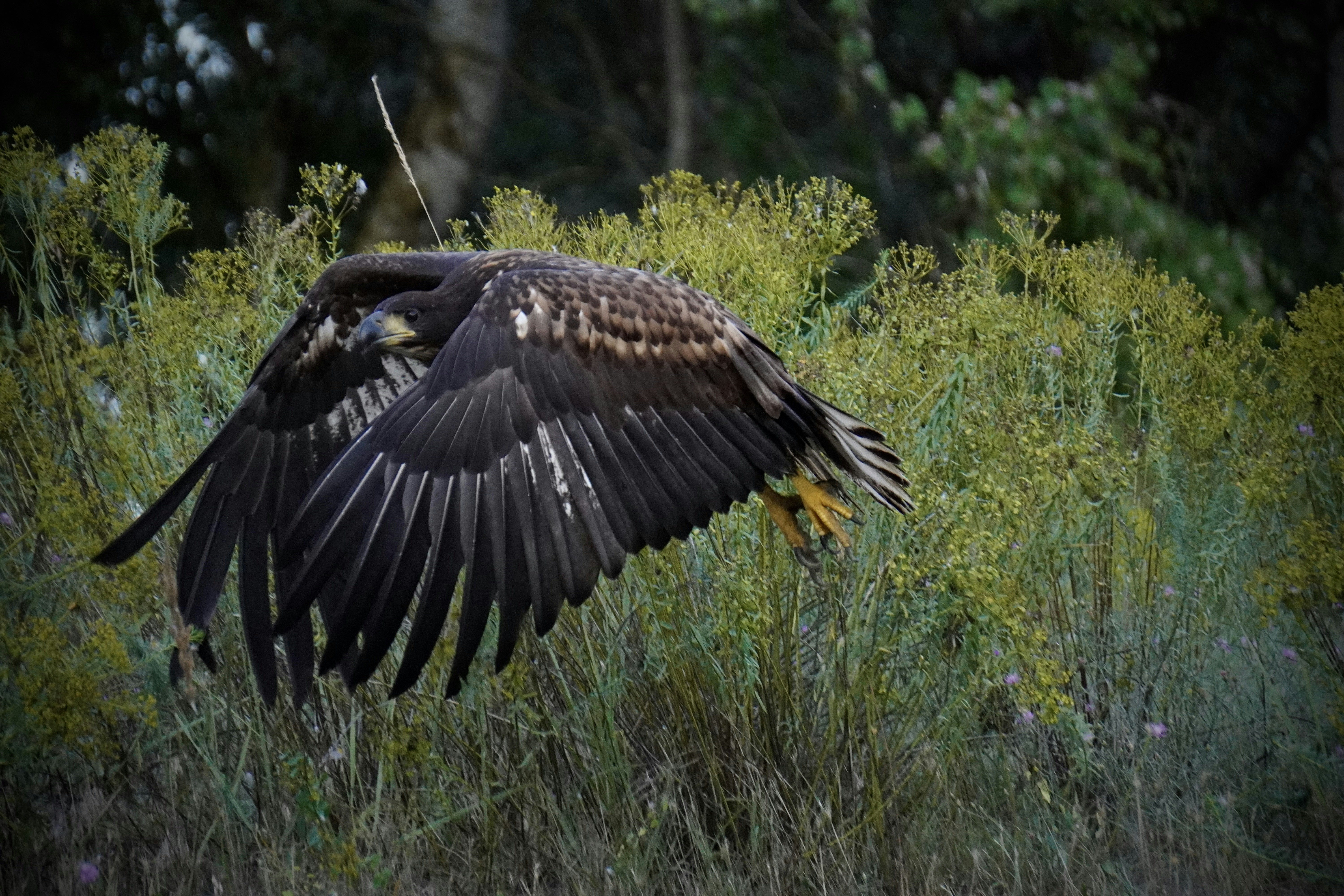 Wings Over Golden Wildflowers