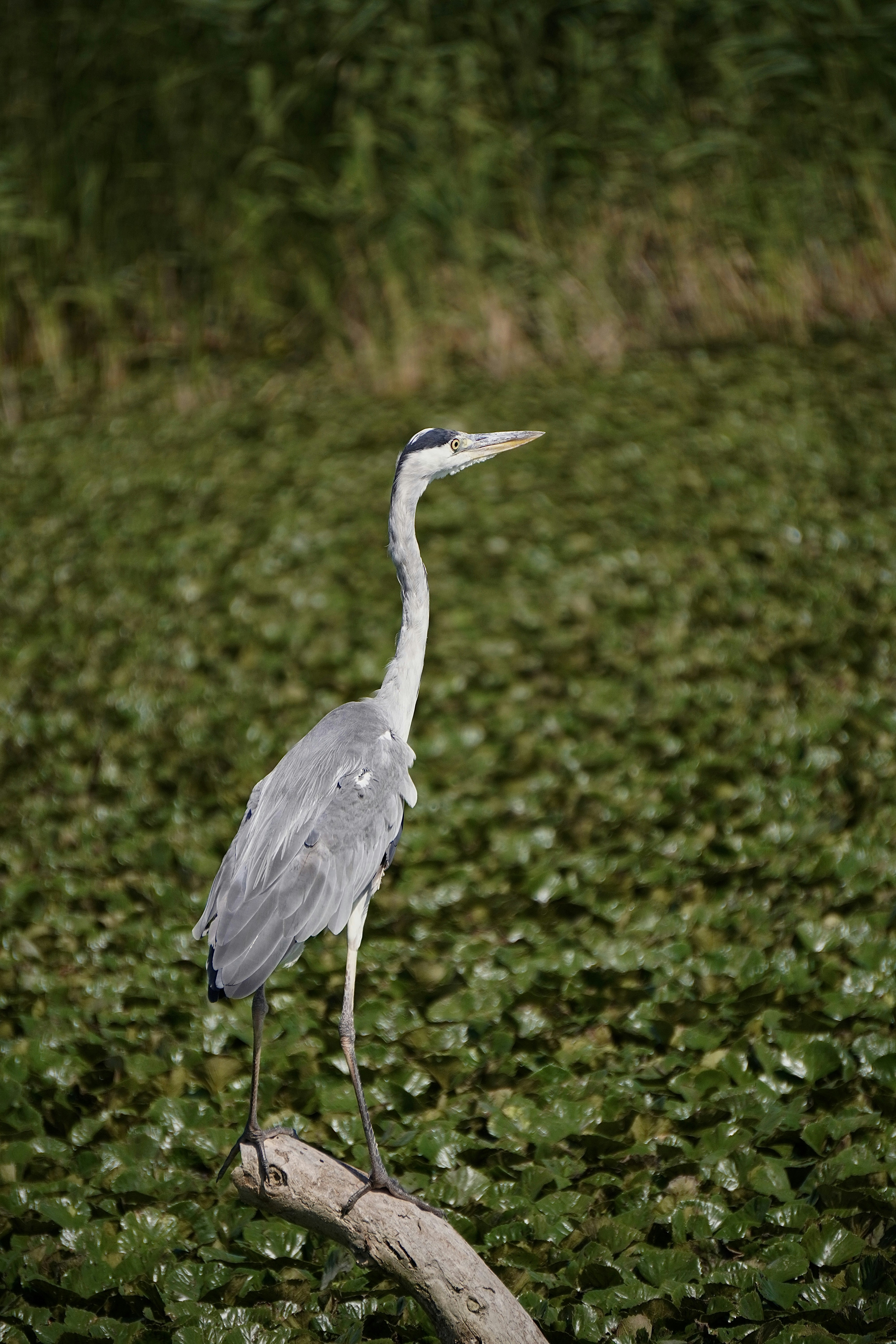 Graceful Heron on a Log Over a Green Carpet